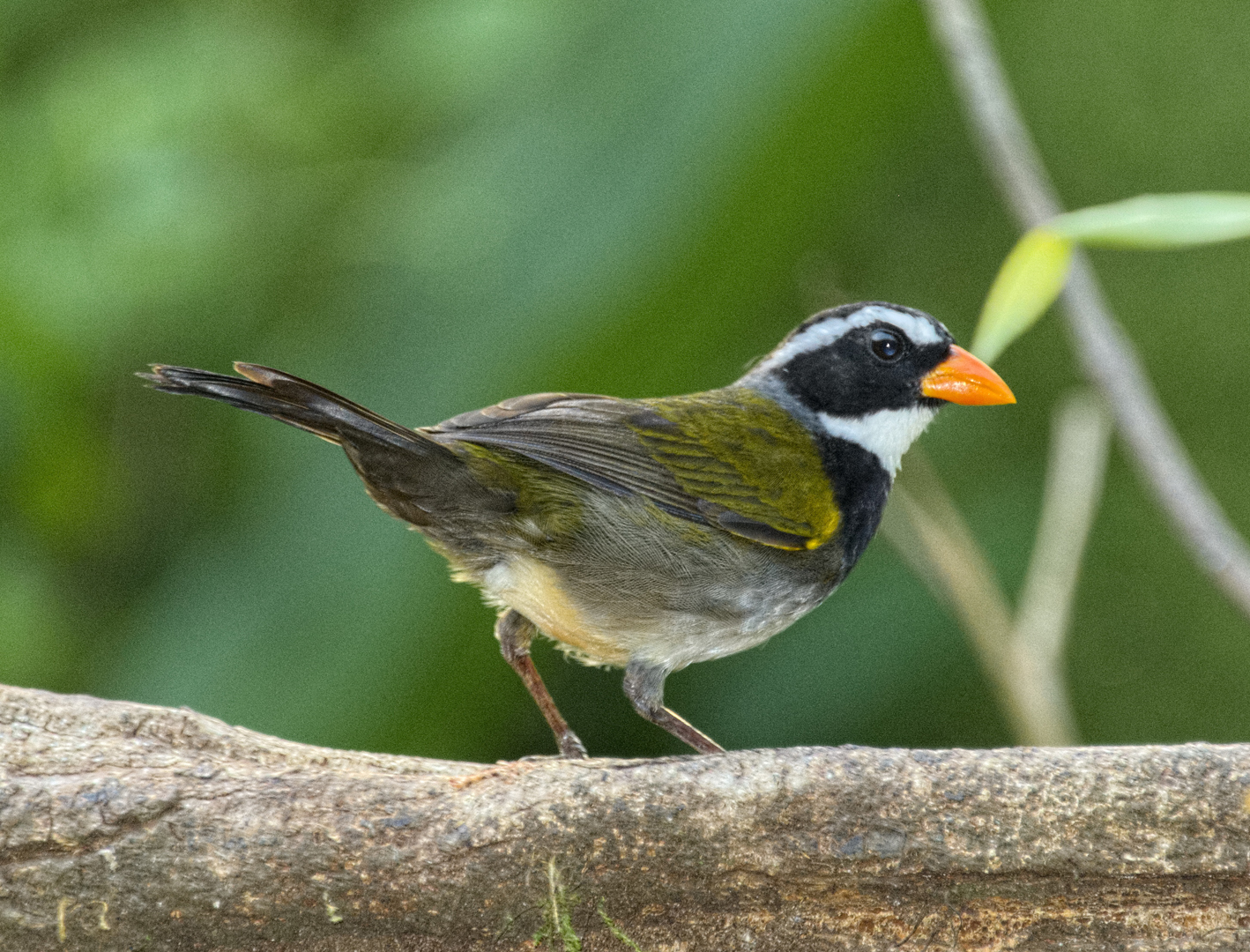 Orange-billed Sparrow | Great Bird Pics