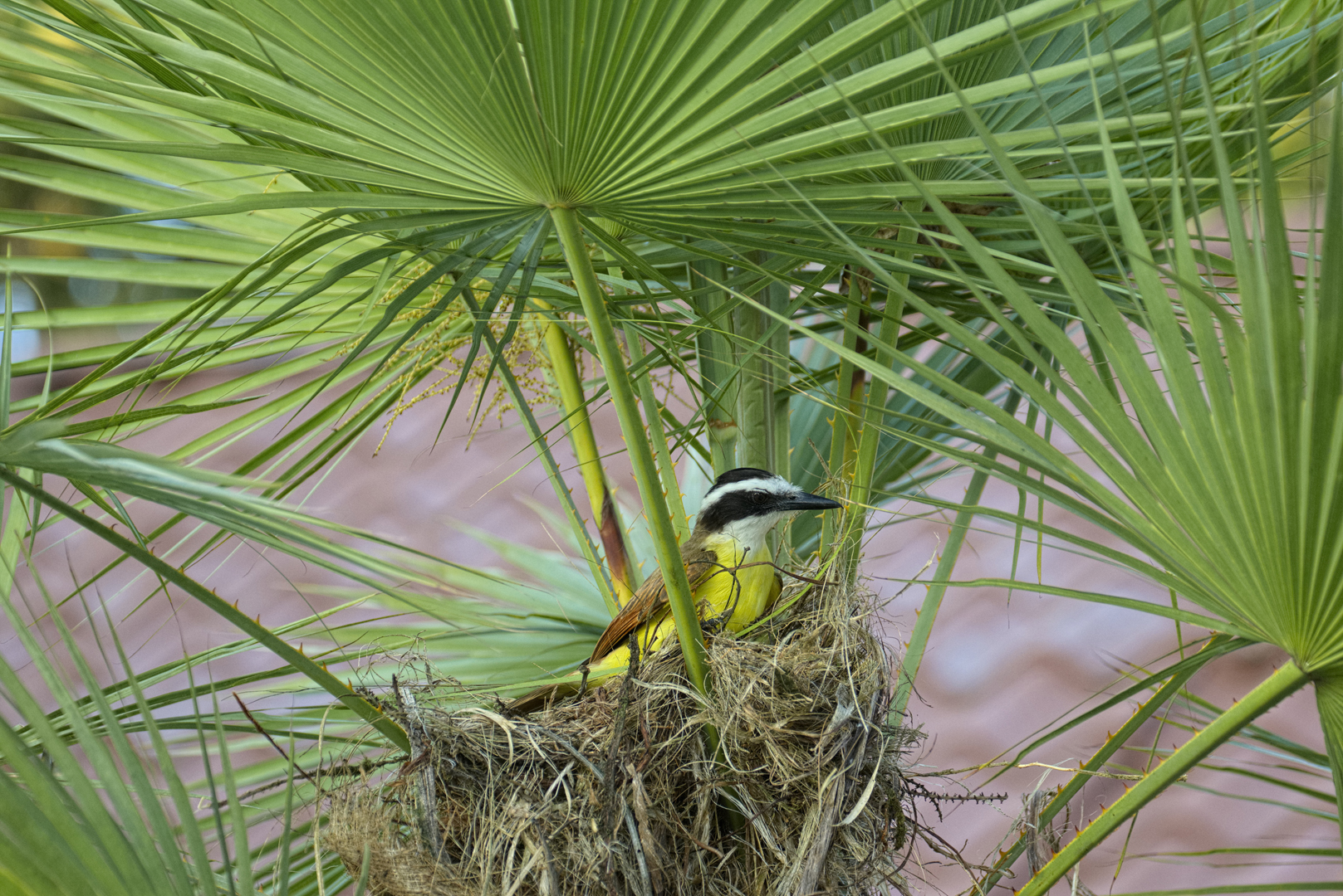 Great Kiskadee on Nest | Great Bird Pics