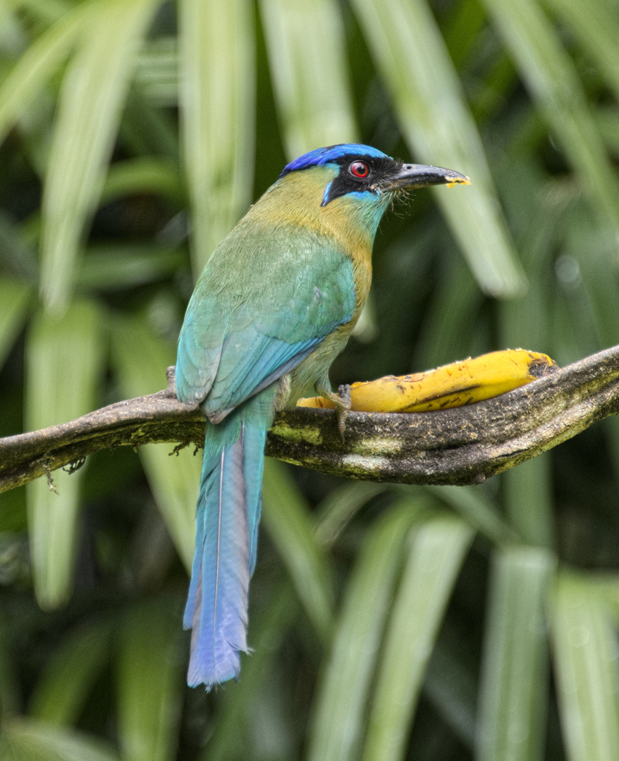 Lesson’s Motmot | Great Bird Pics
