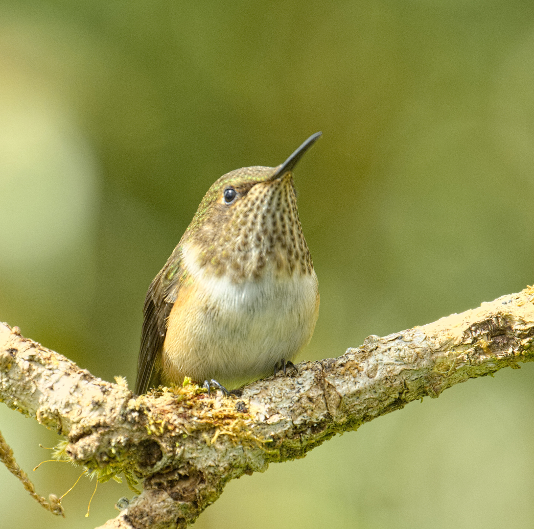 Volcano Hummingbird | Great Bird Pics