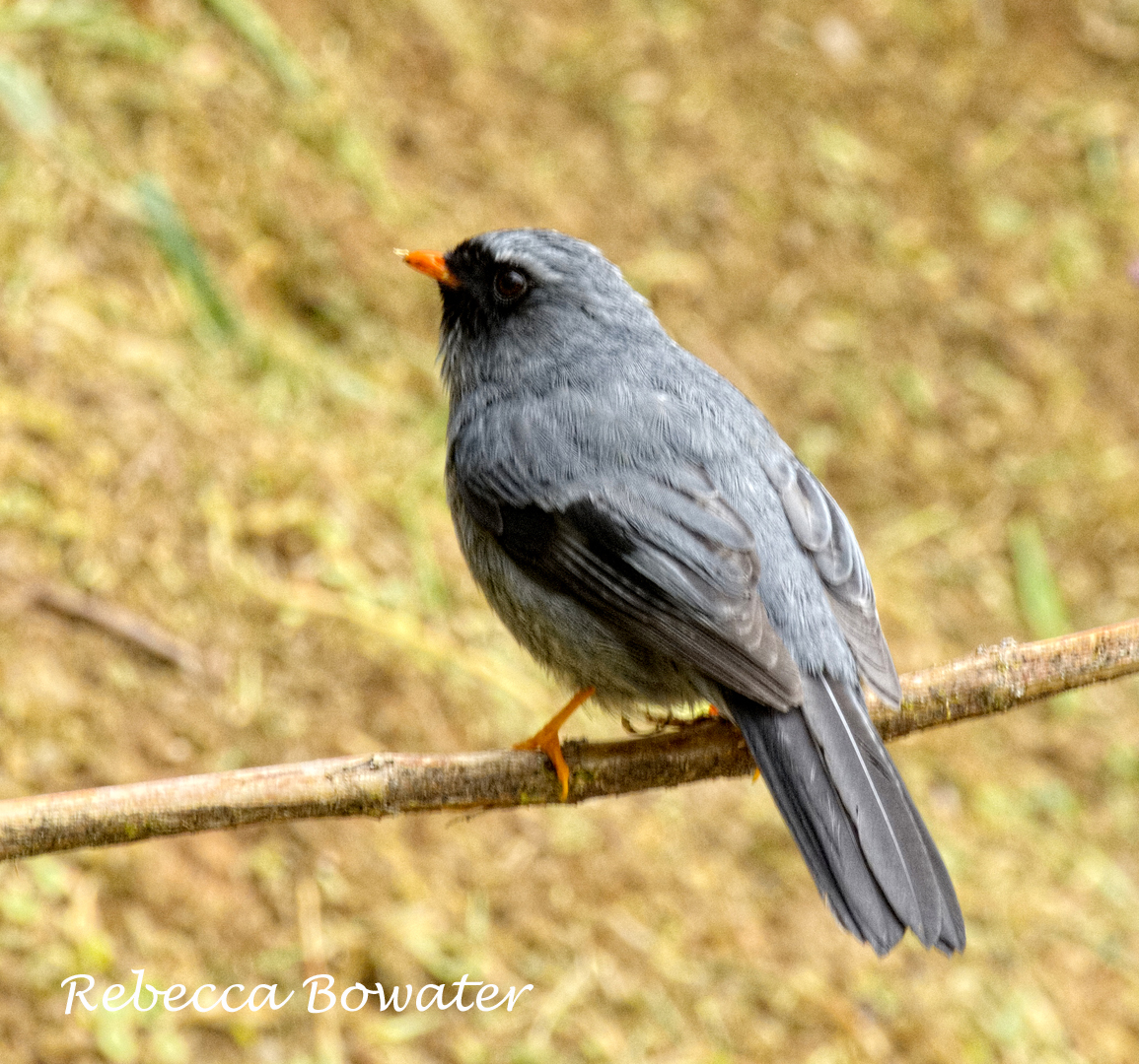 Black-faced Solitaire | Great Bird Pics