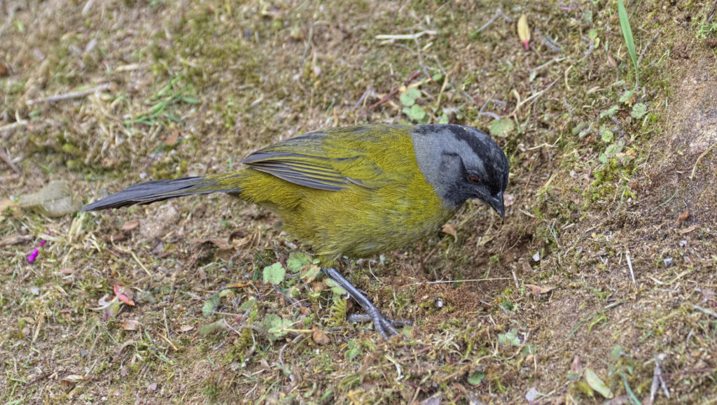 Large-footed Finch | Great Bird Pics