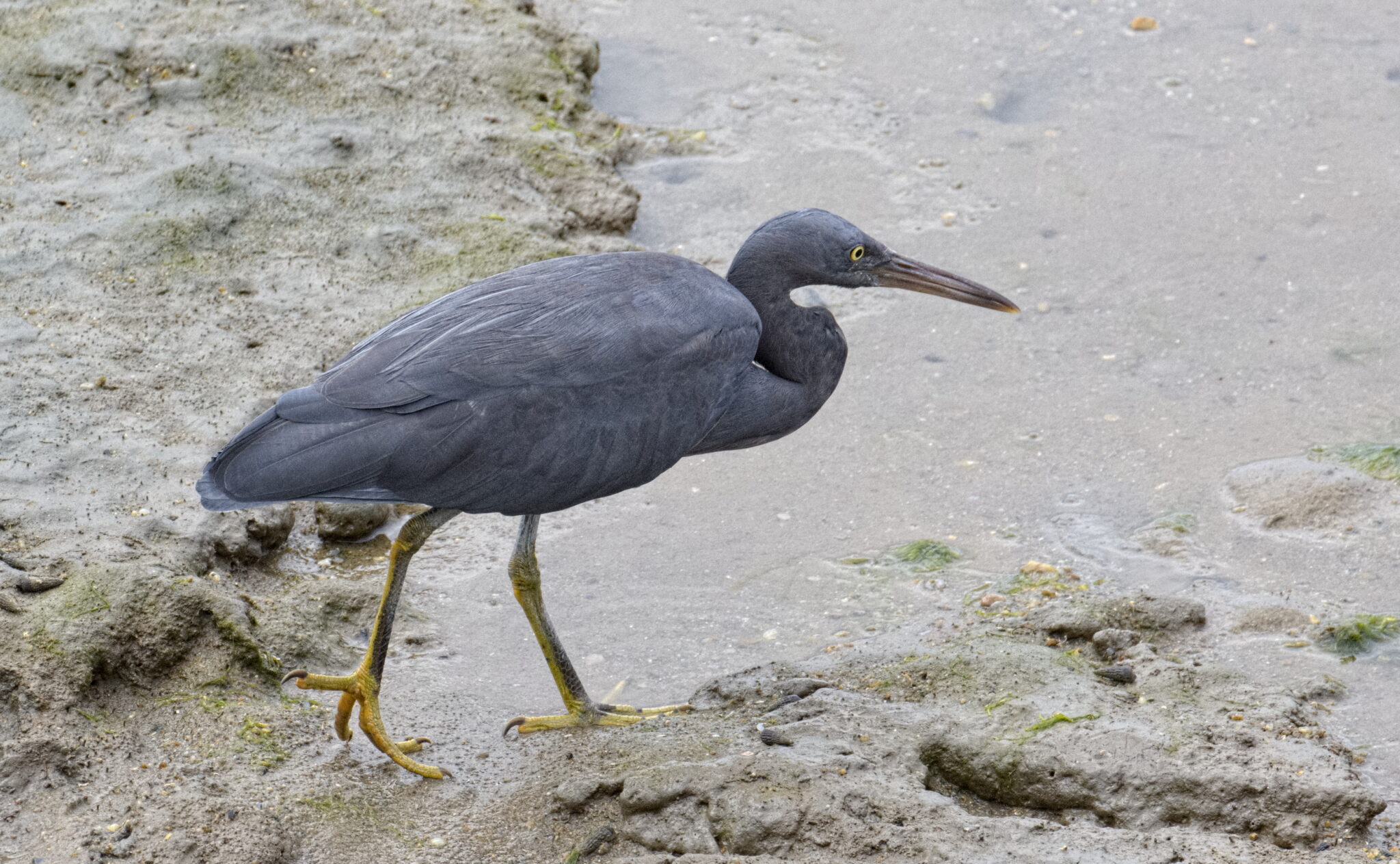 Reef Heron | Great Bird Pics