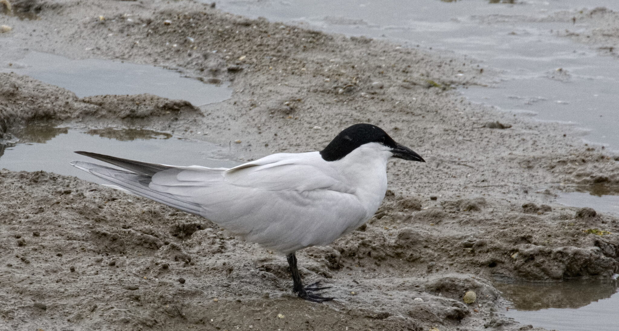 Gull-billed Tern | Great Bird Pics