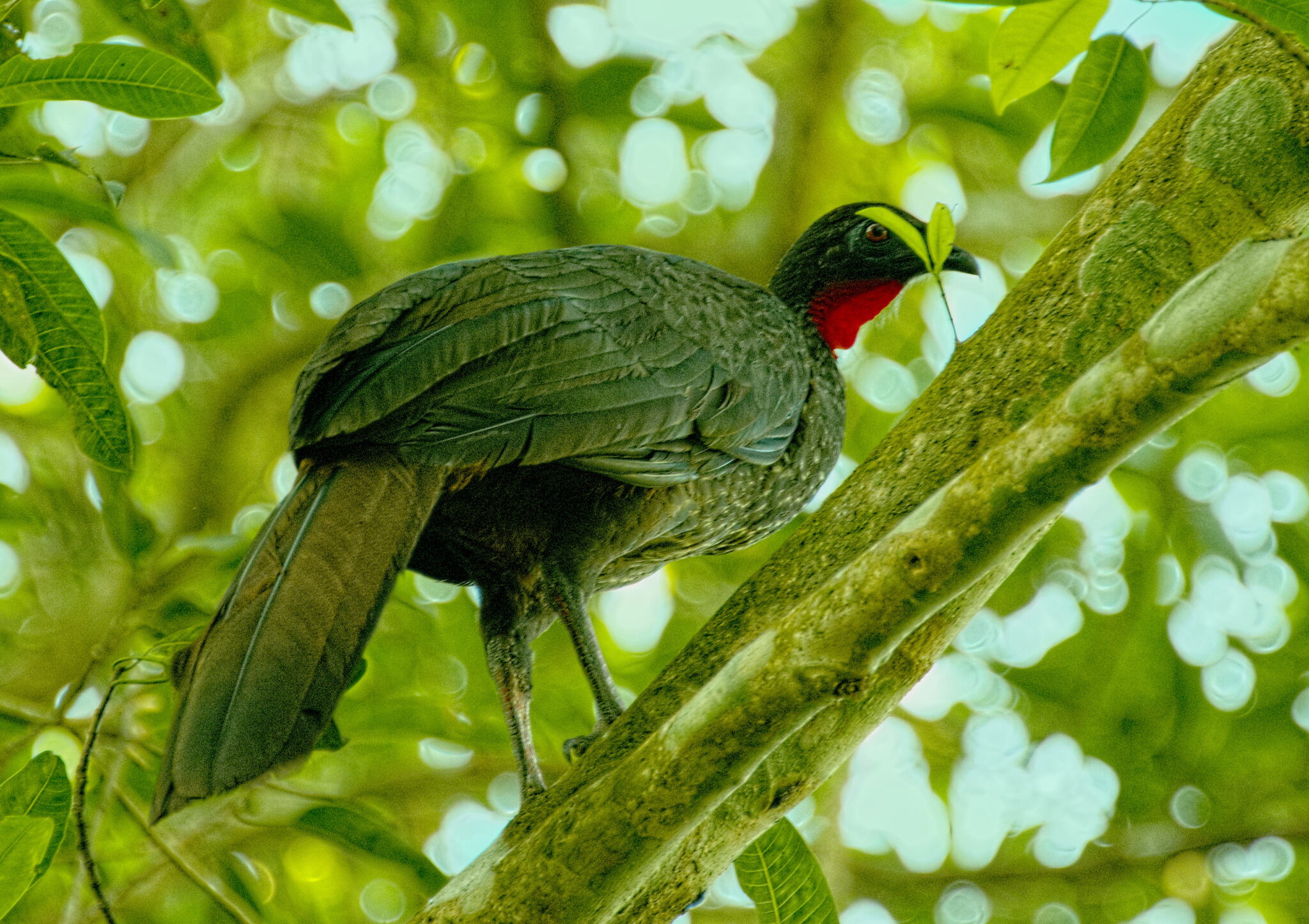 Crested Guan | Great Bird Pics