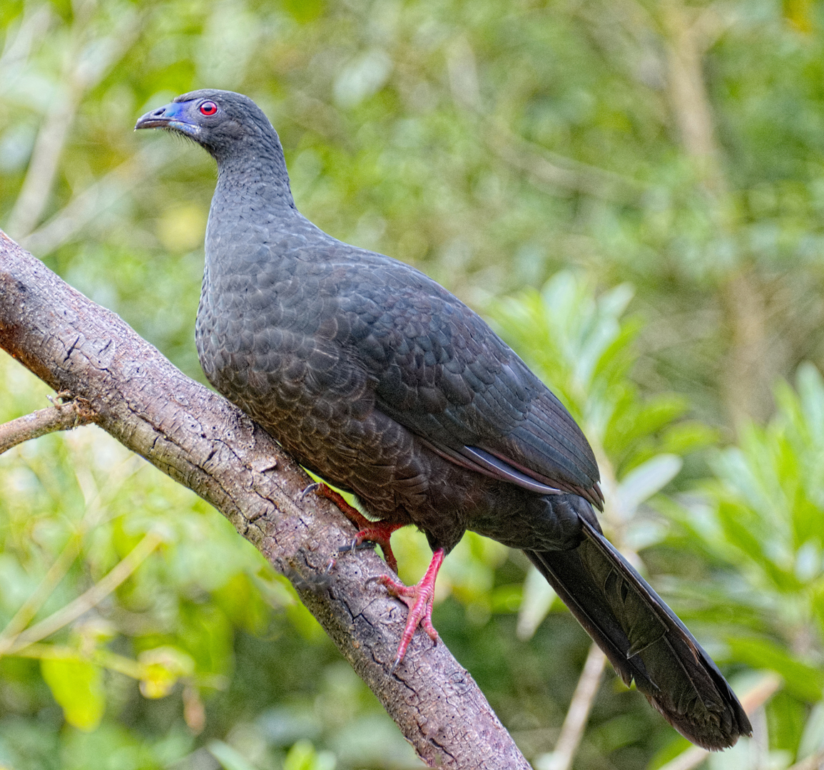Black Guan | Great Bird Pics