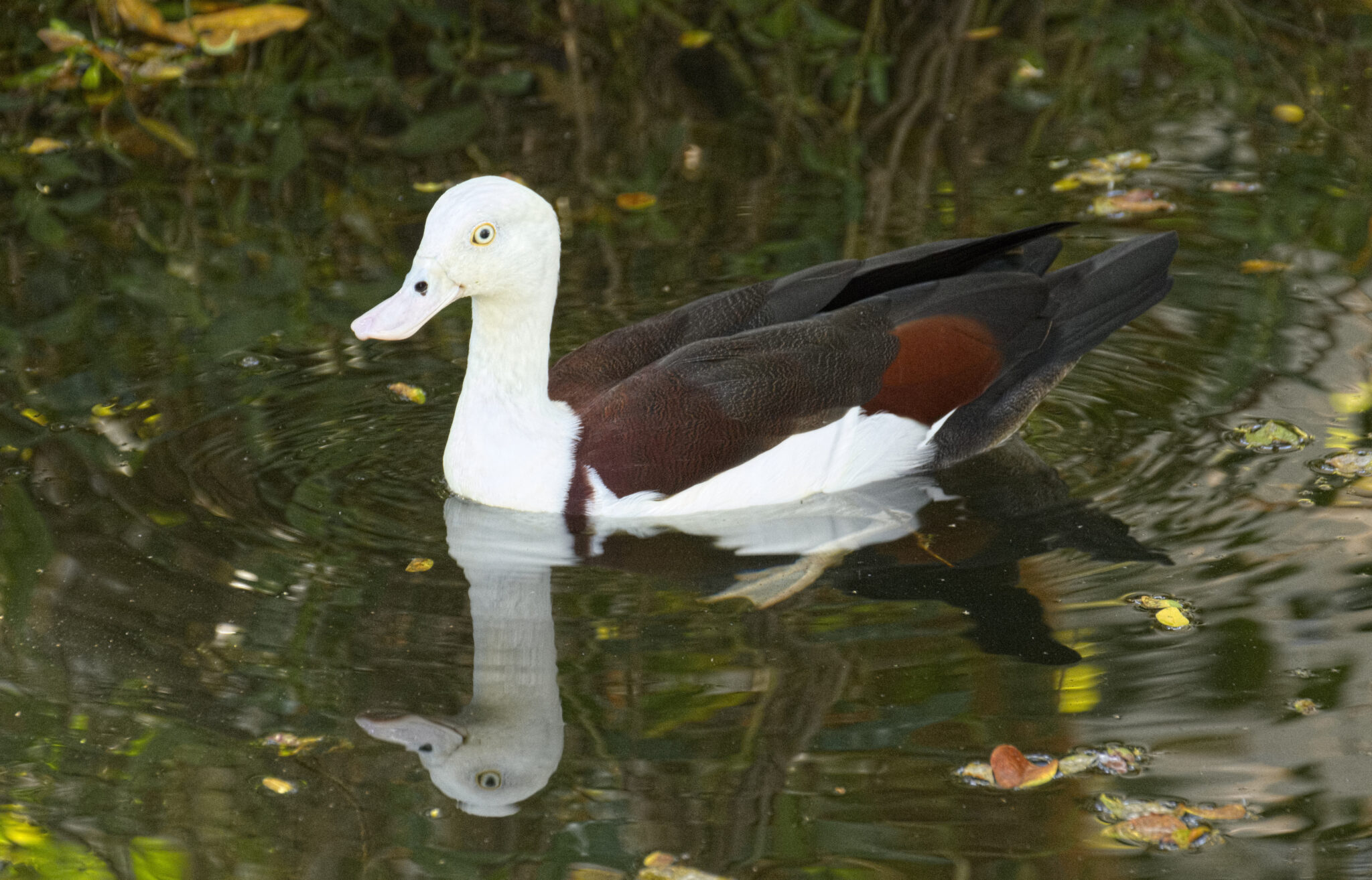 Radjah Shelduck | Great Bird Pics