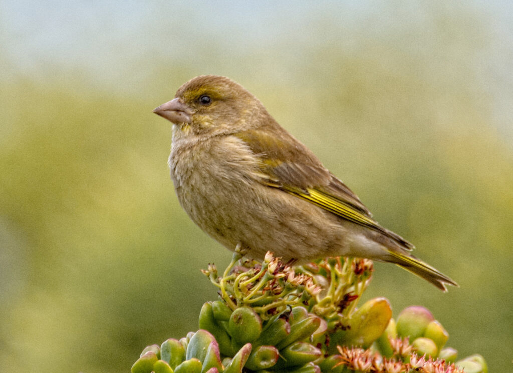 Greenfinch [female] | Great Bird Pics
