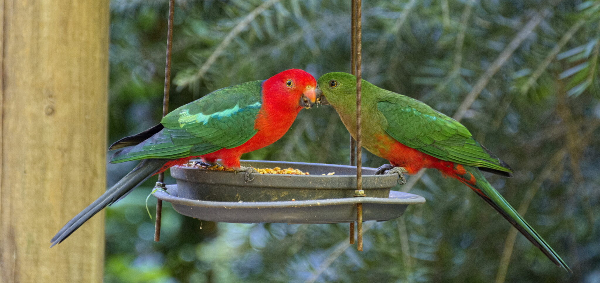 King Parrot | Great Bird Pics