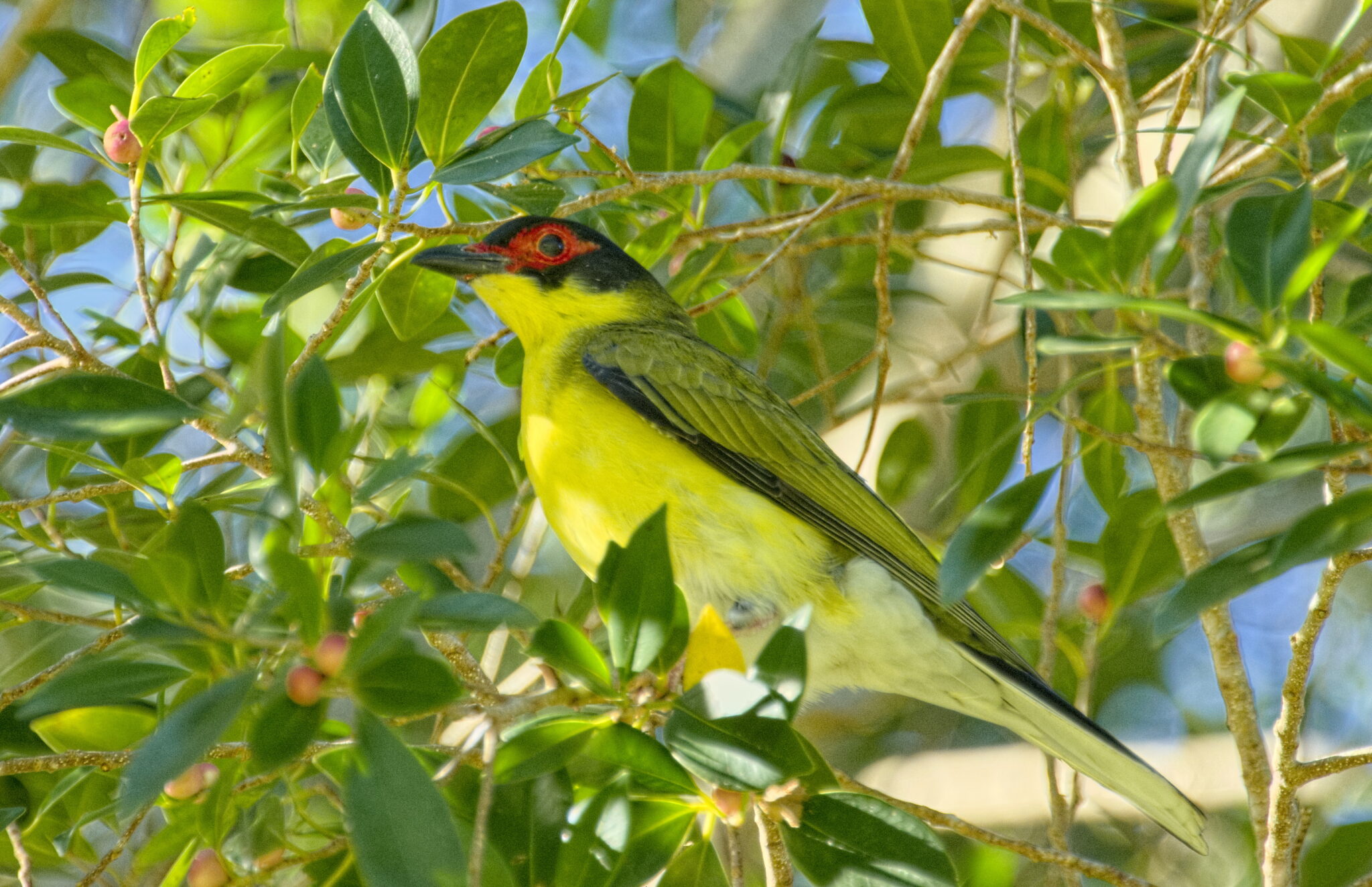 Fig Bird [male] | Great Bird Pics