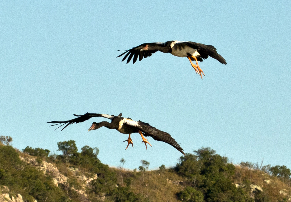 Magpie Geese | Great Bird Pics