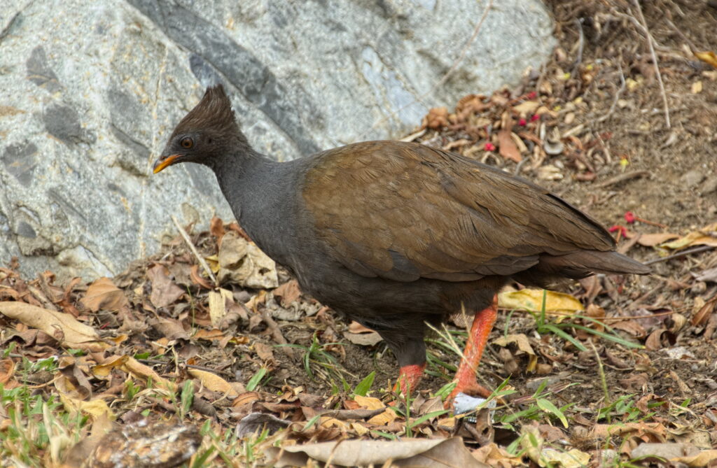 Orange-footed Scrubfowl | Great Bird Pics