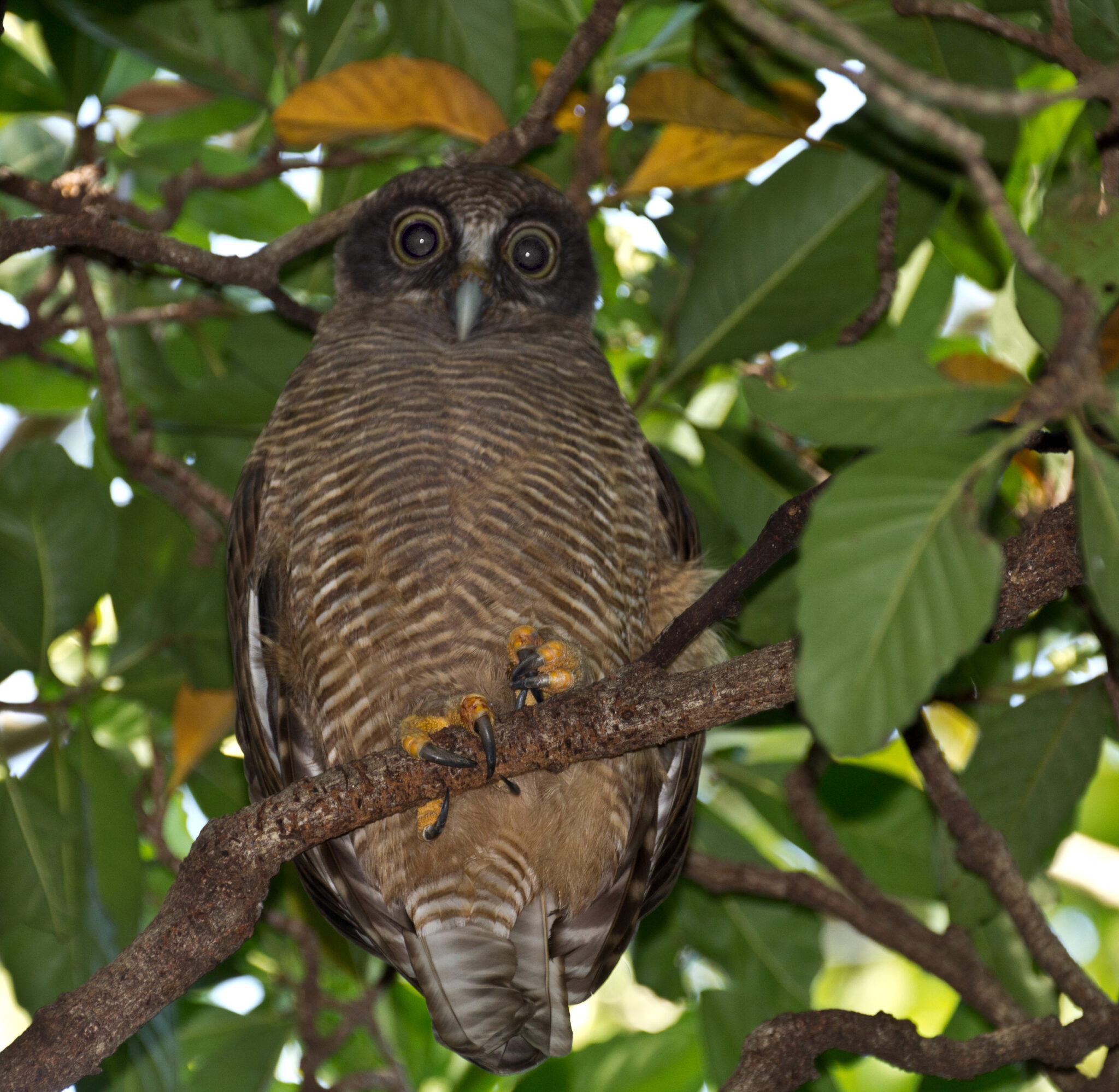 Rufous Owl | Great Bird Pics