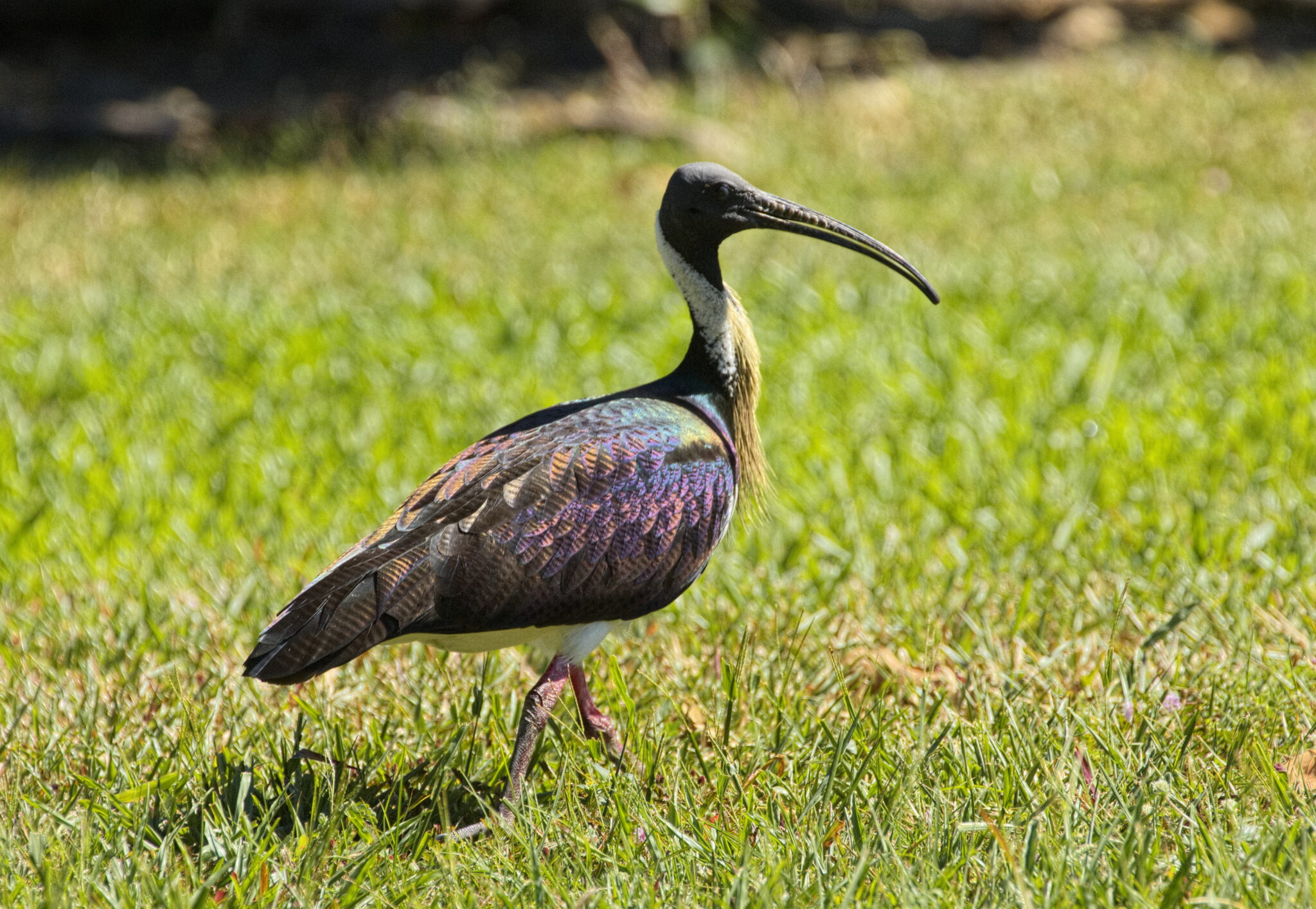 Straw-necked Ibis | Great Bird Pics