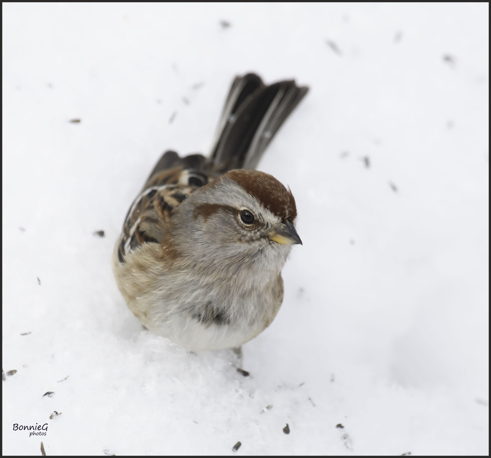 Winter Sparrow | Great Bird Pics