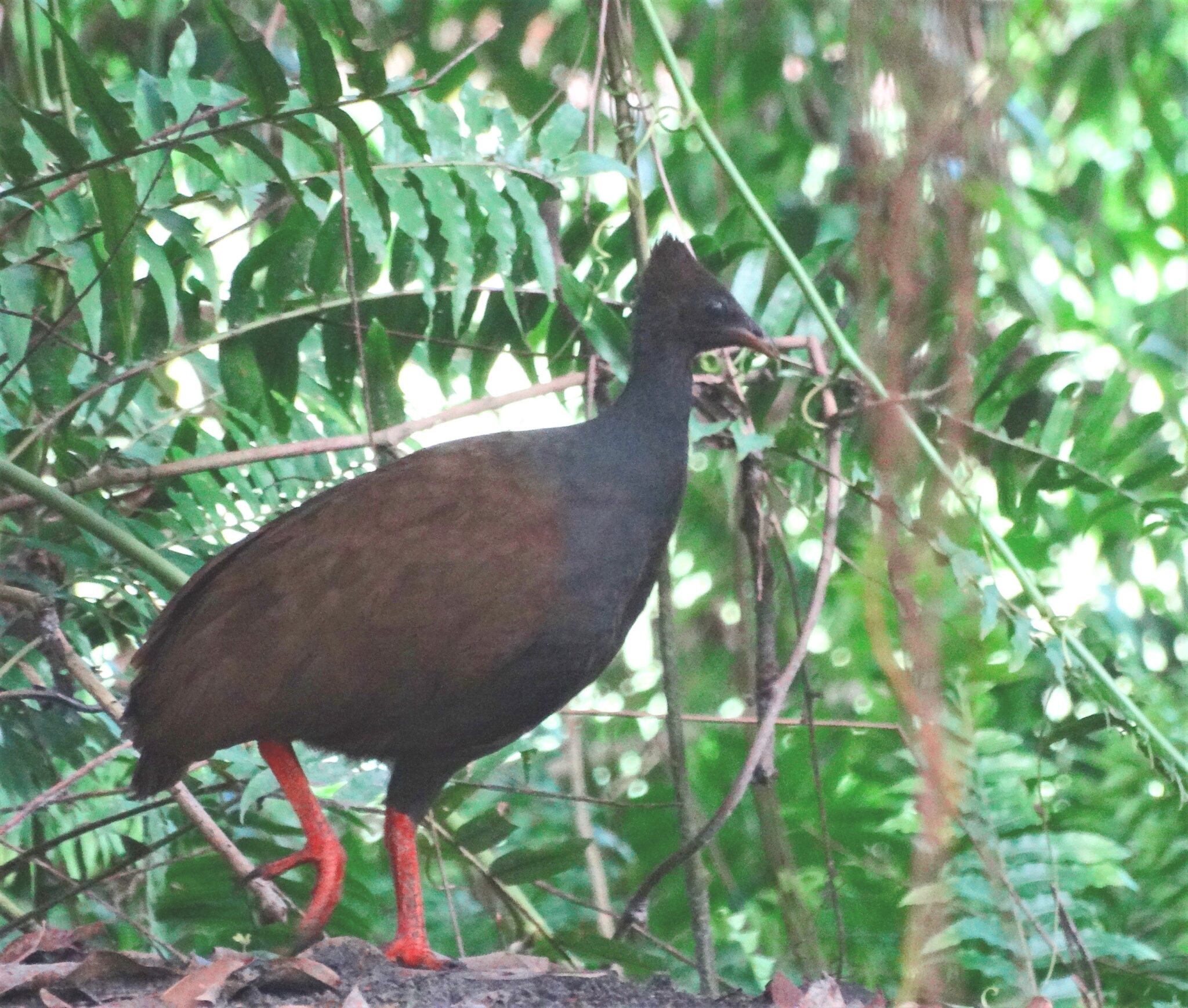 Orange-footed Scrubfowl | Great Bird Pics
