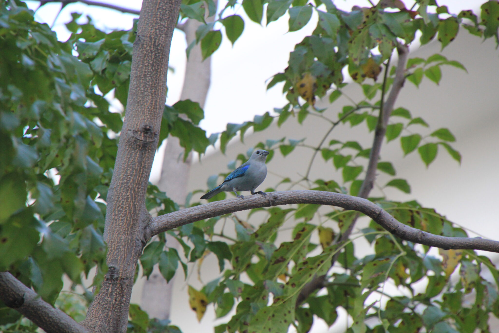 Blue-gray tanager | Great Bird Pics