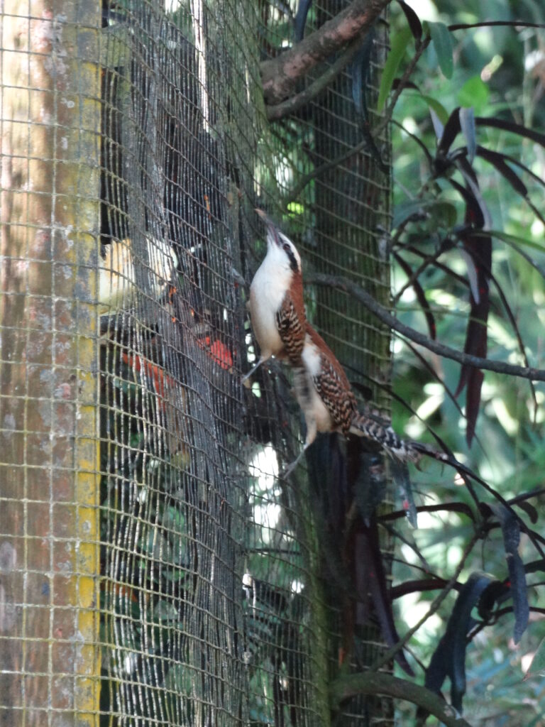 Rufous-naped Wrens | Great Bird Pics