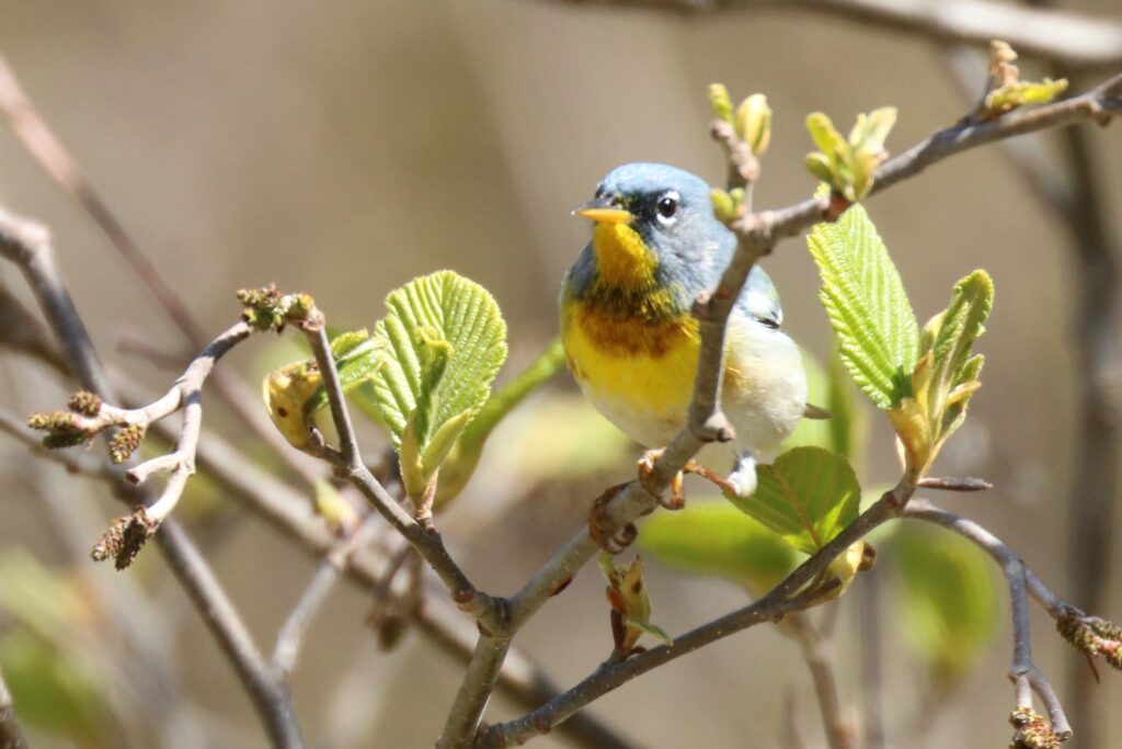 Northern Parula | Great Bird Pics