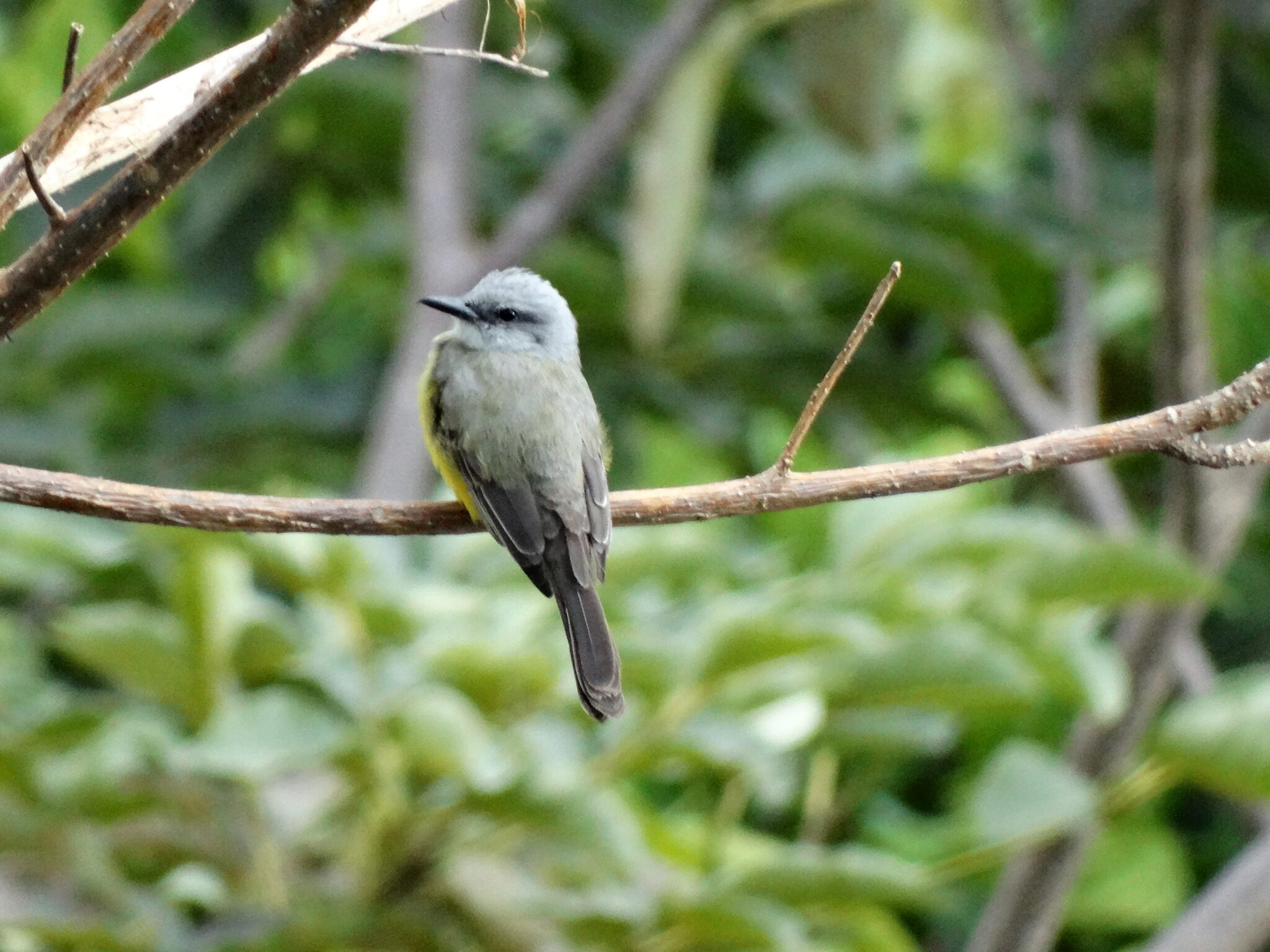 Tropical Kingbird | Great Bird Pics