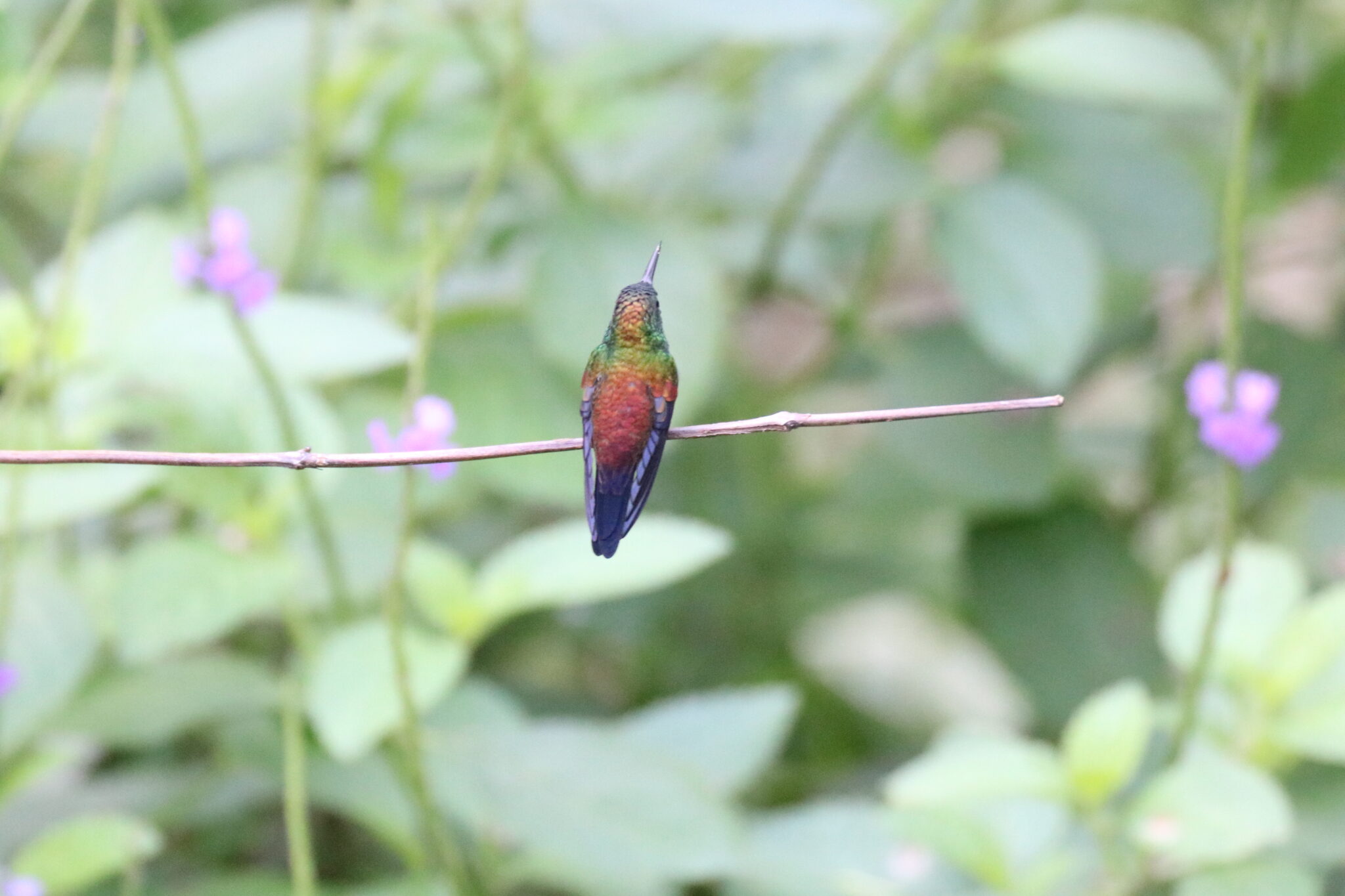 Copper-rumped Hummingbird | Great Bird Pics