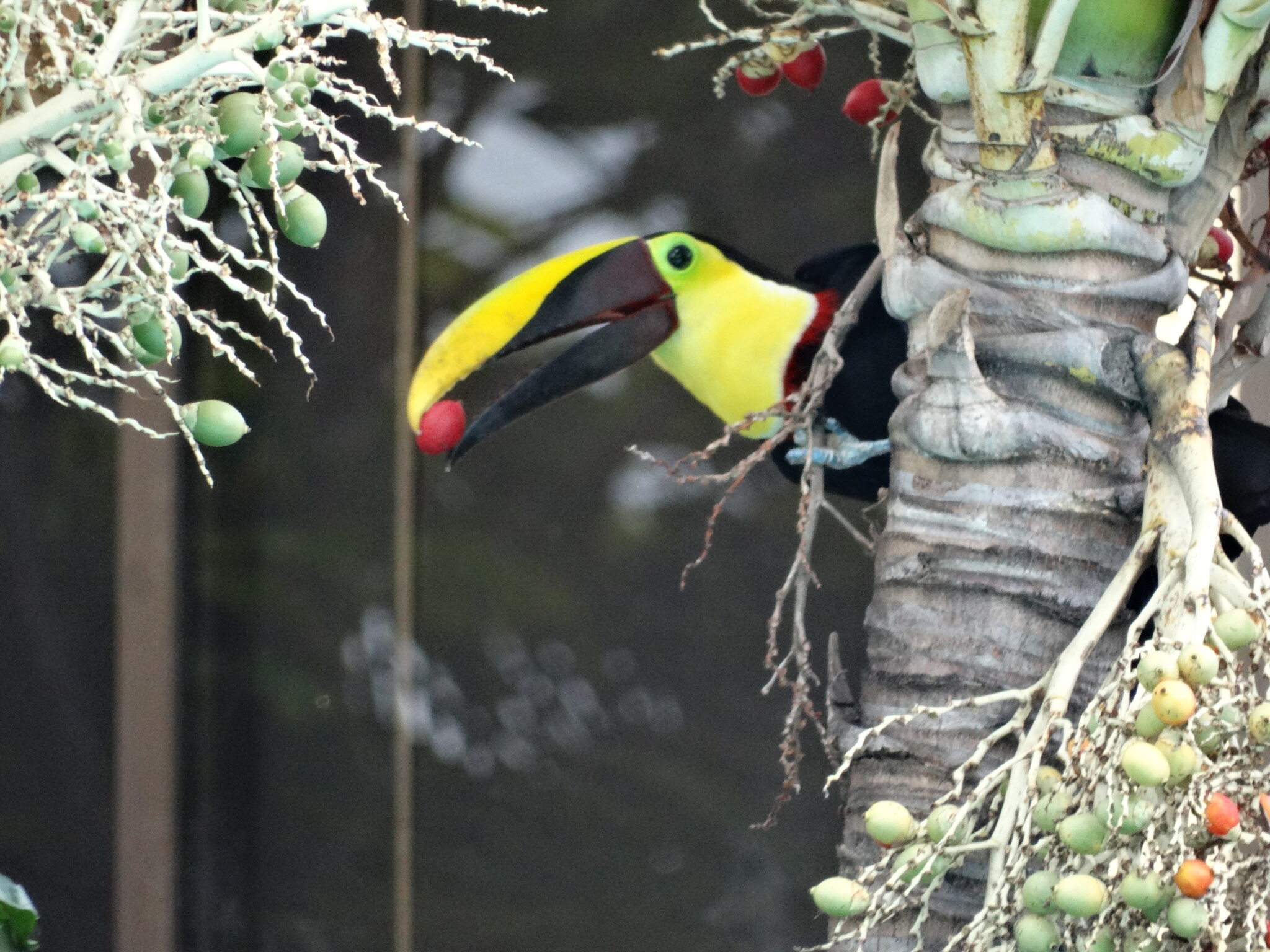 Yellow-throated Toucan | Great Bird Pics