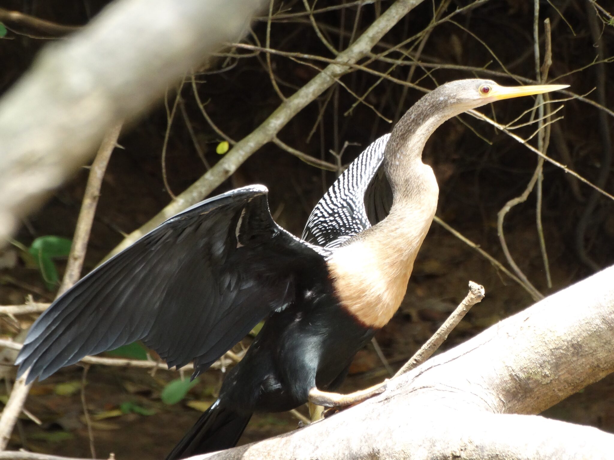 Anhinga | Great Bird Pics
