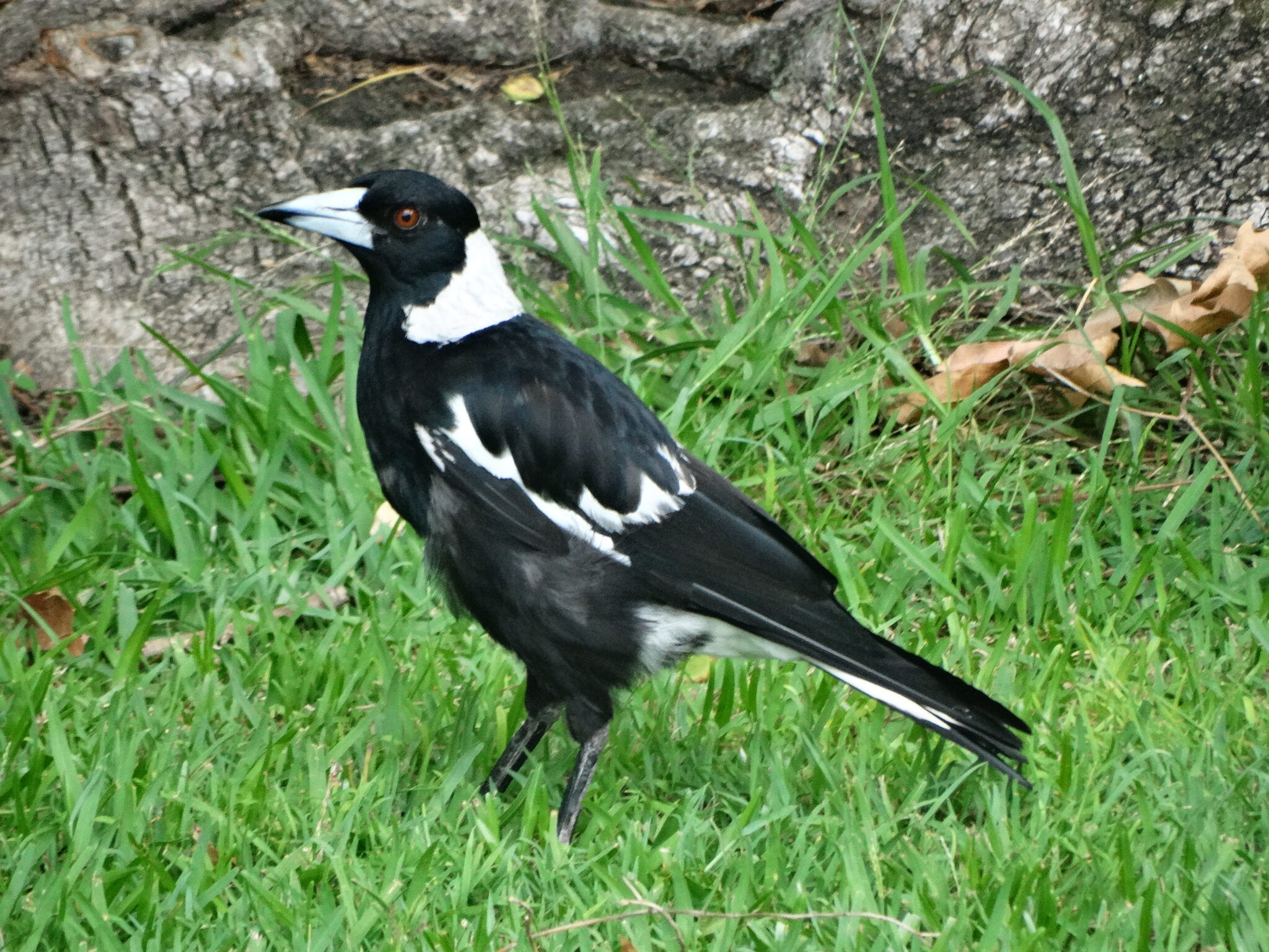 Australian Magpie | Great Bird Pics