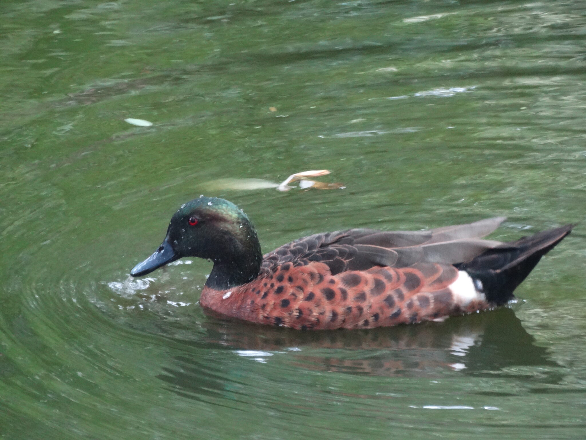 Chestnut Teal | Great Bird Pics