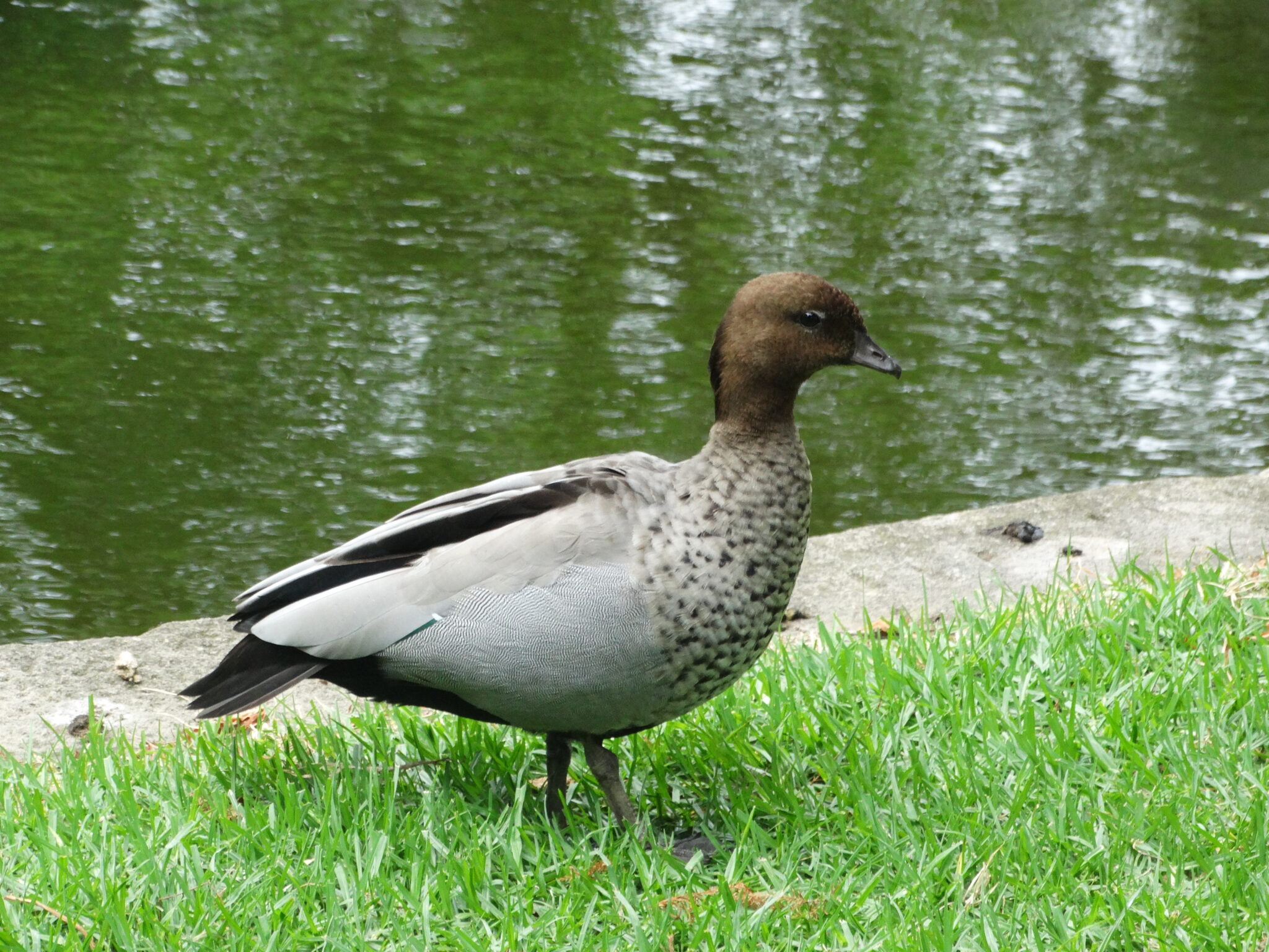 Maned Duck | Great Bird Pics