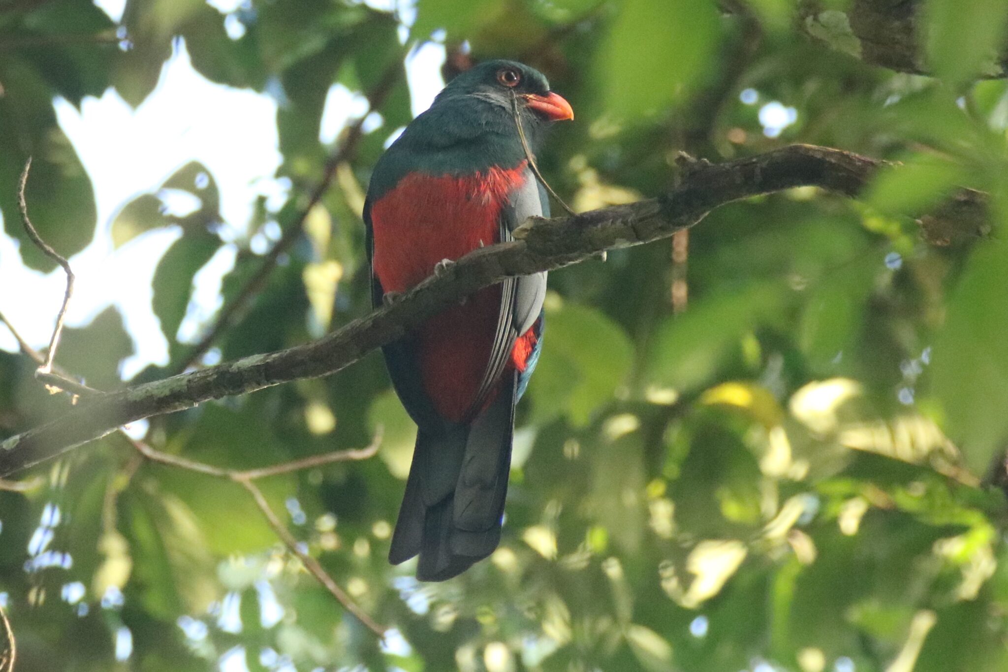 Slaty-tailed Trogon | Great Bird Pics