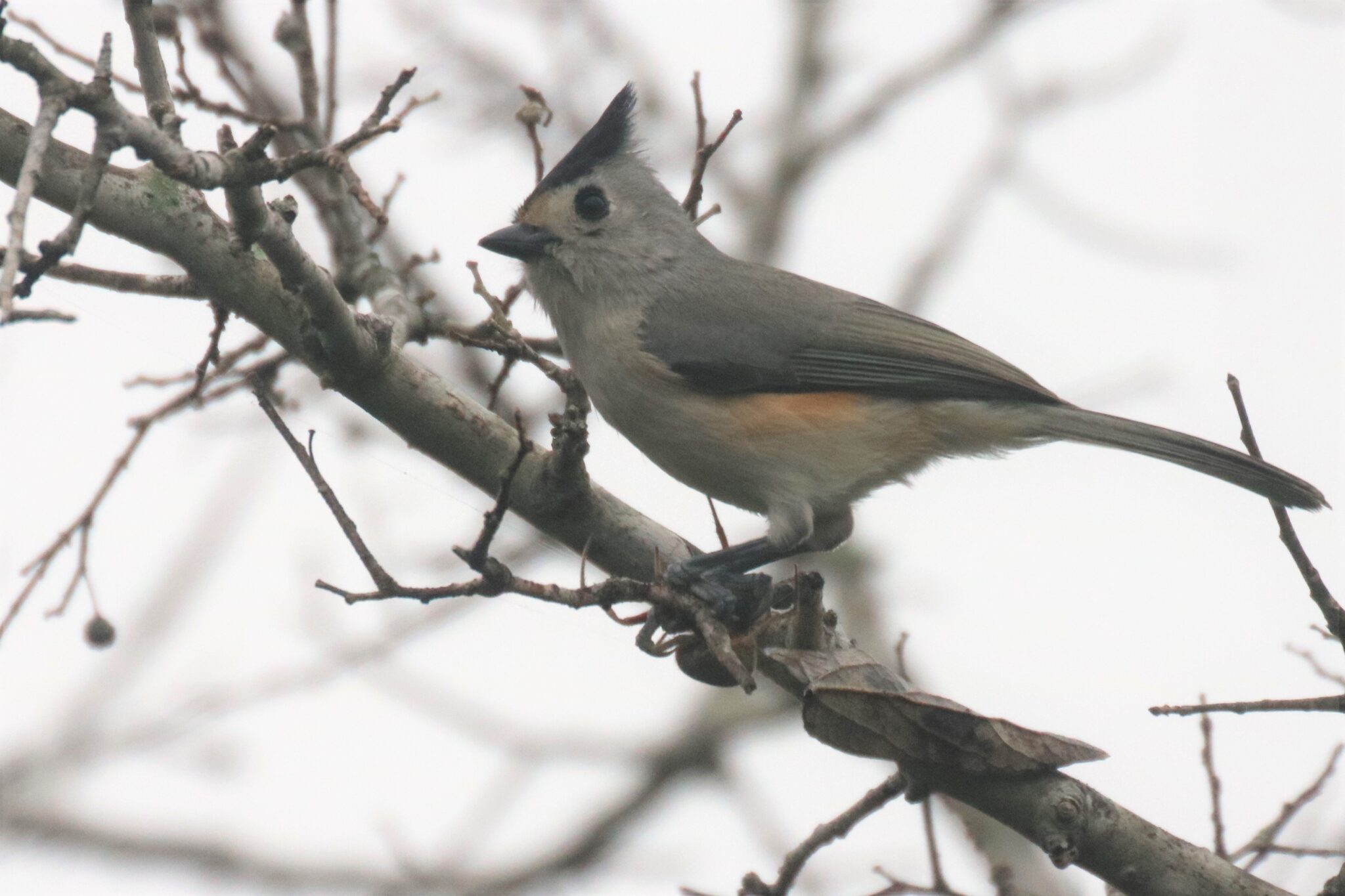 Black-crested Titmouse | Great Bird Pics