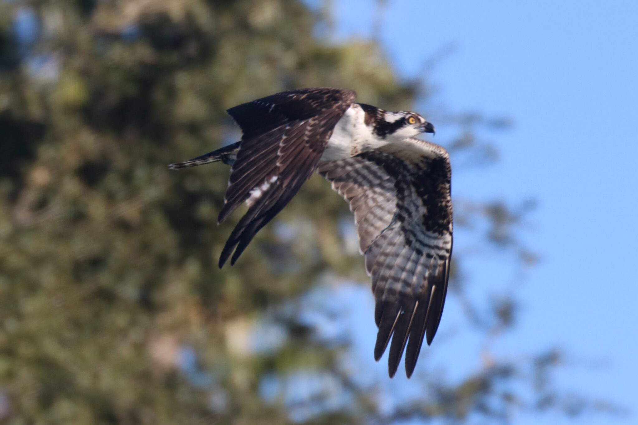 Osprey | Great Bird Pics