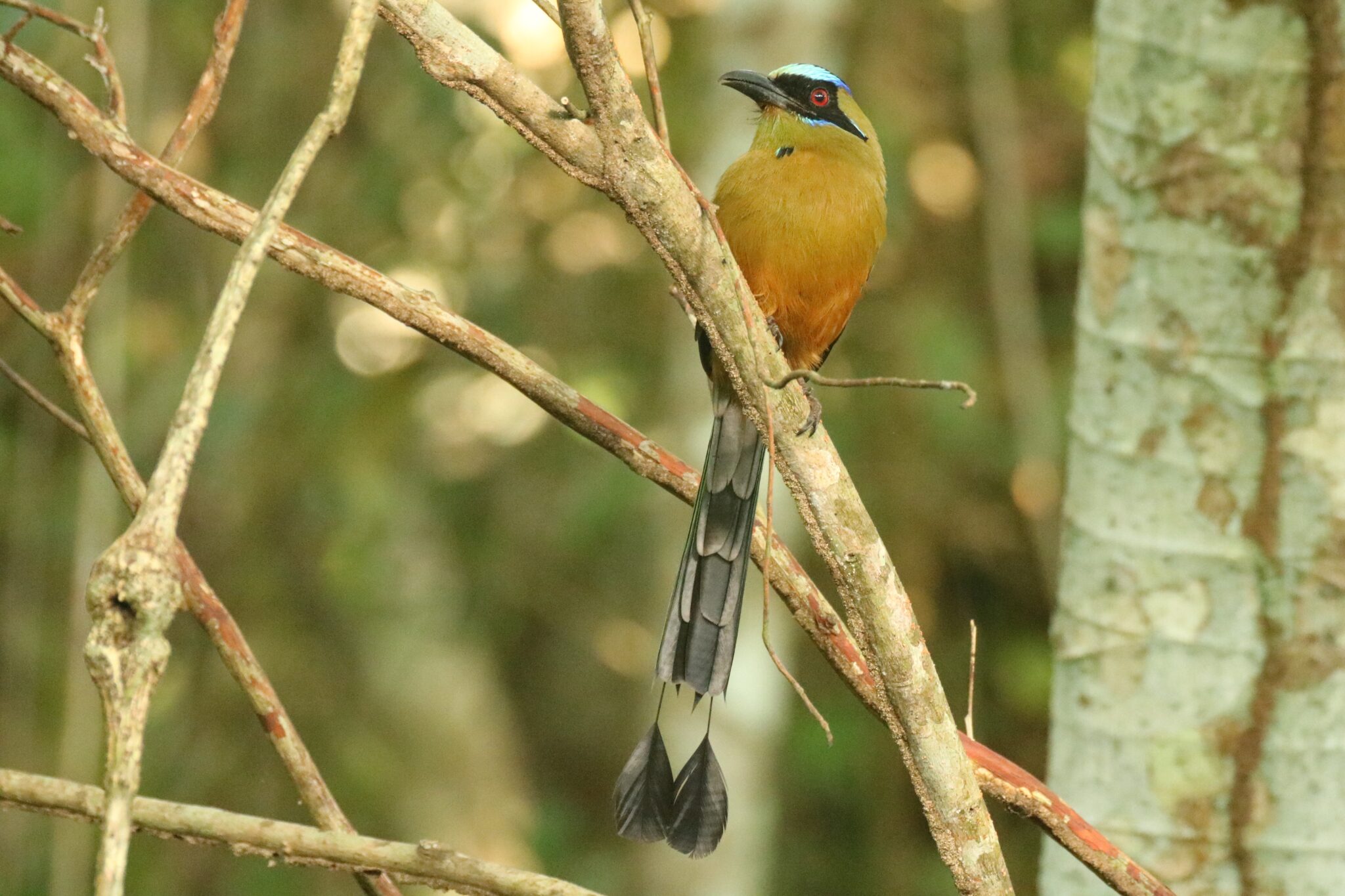 Whooping Motmot | Great Bird Pics