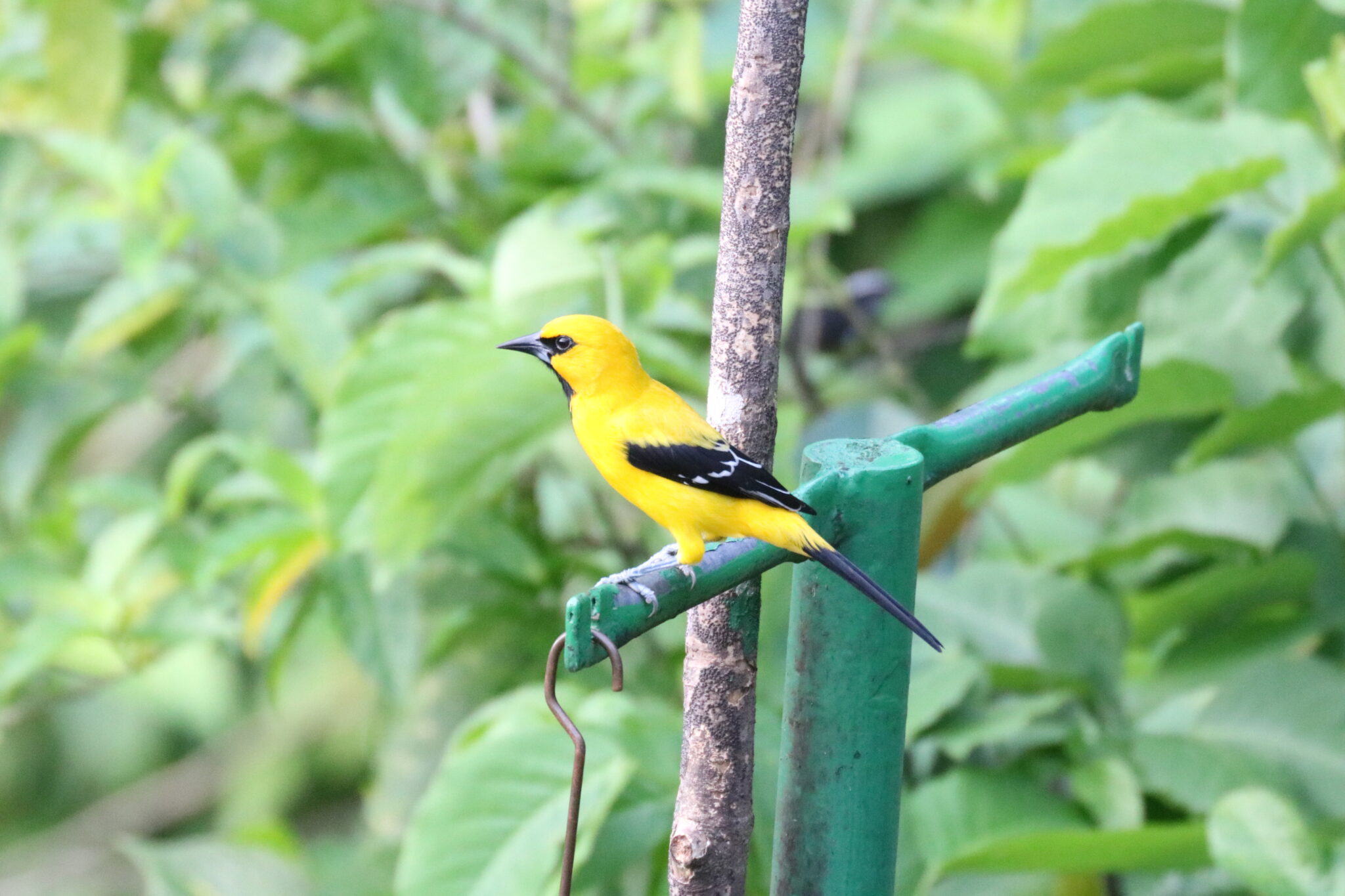 Yellow Oriole | Great Bird Pics