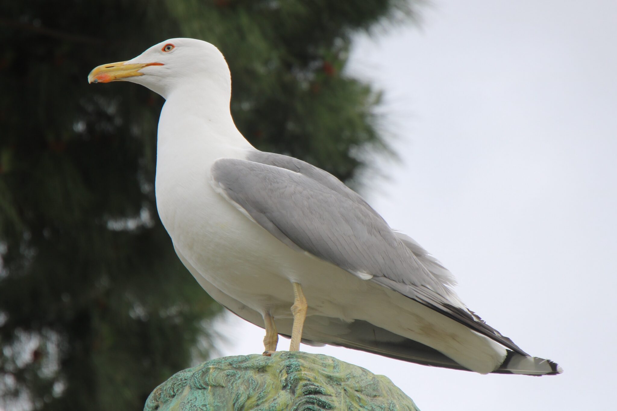 Yellow-legged Gull | Great Bird Pics