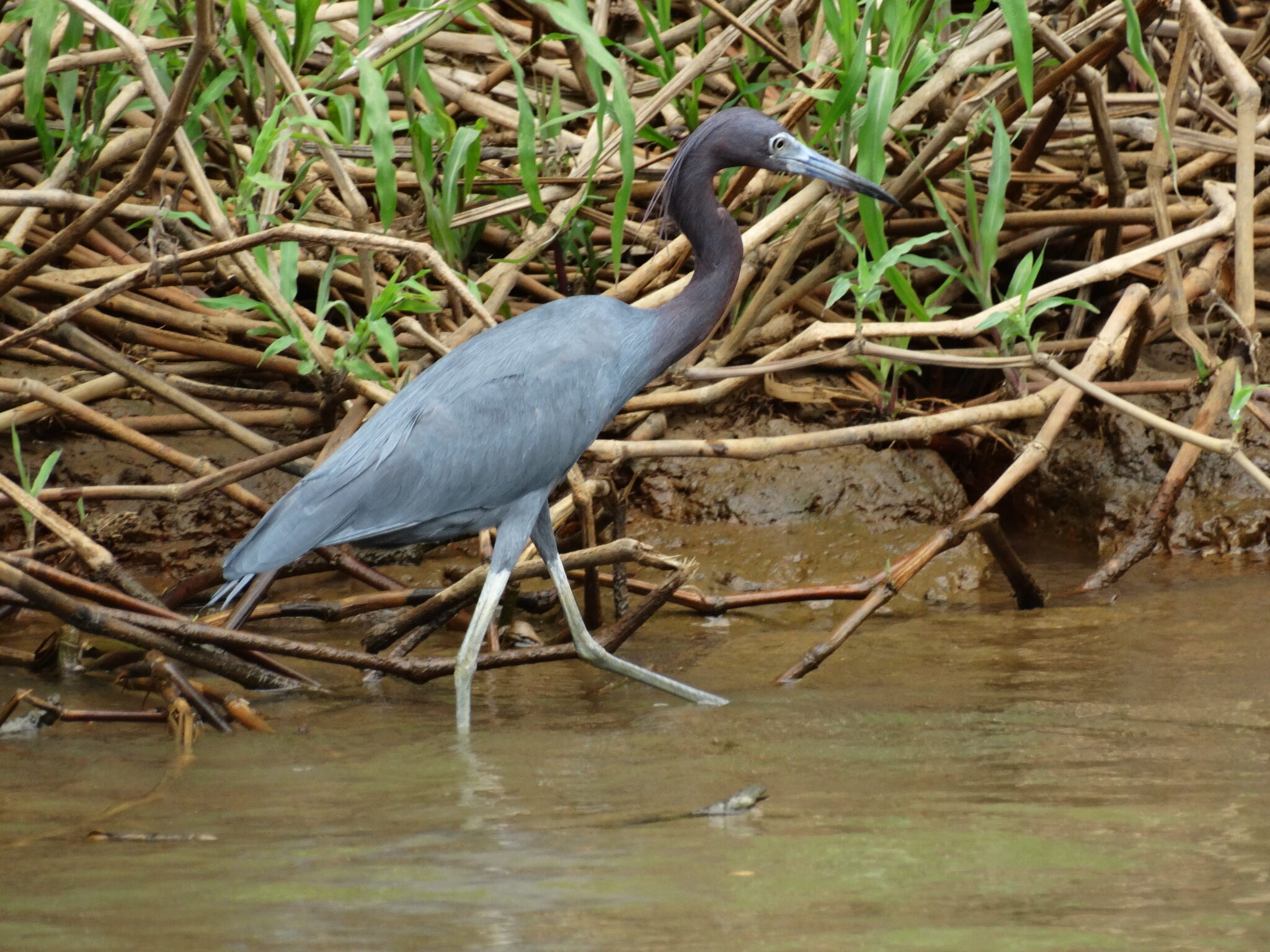 LIttle Blue Heron | Great Bird Pics