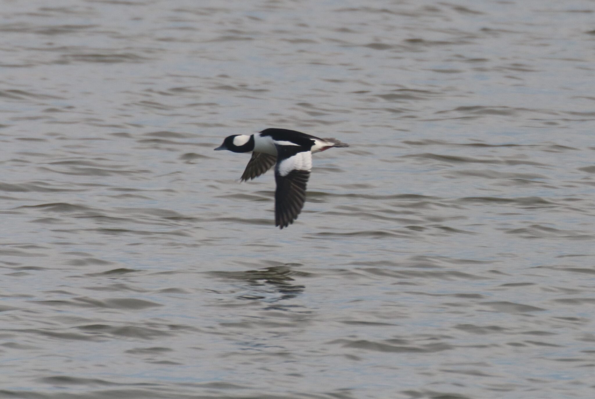 Bufflehead | Great Bird Pics
