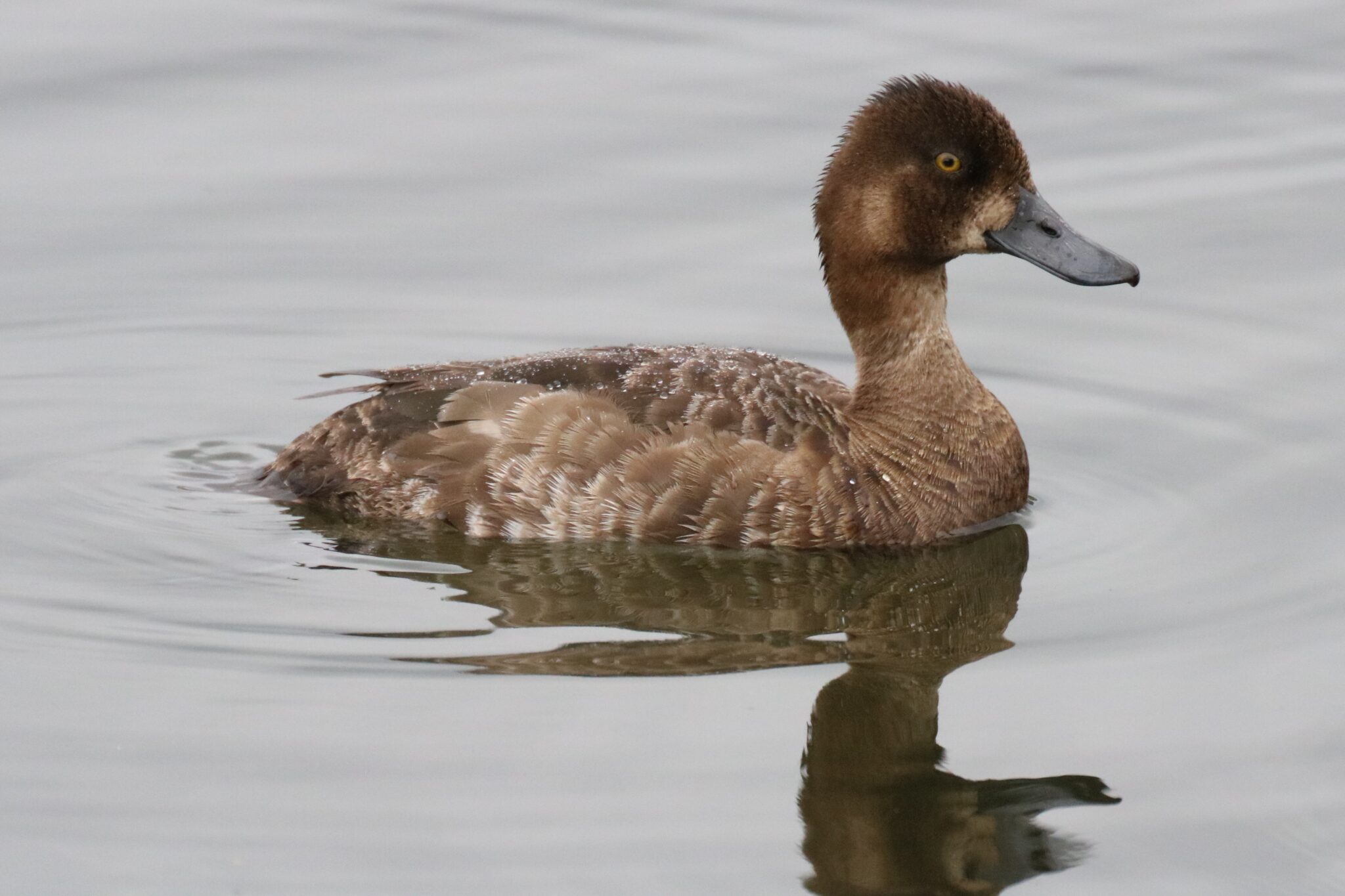 Greater Scaup | Great Bird Pics