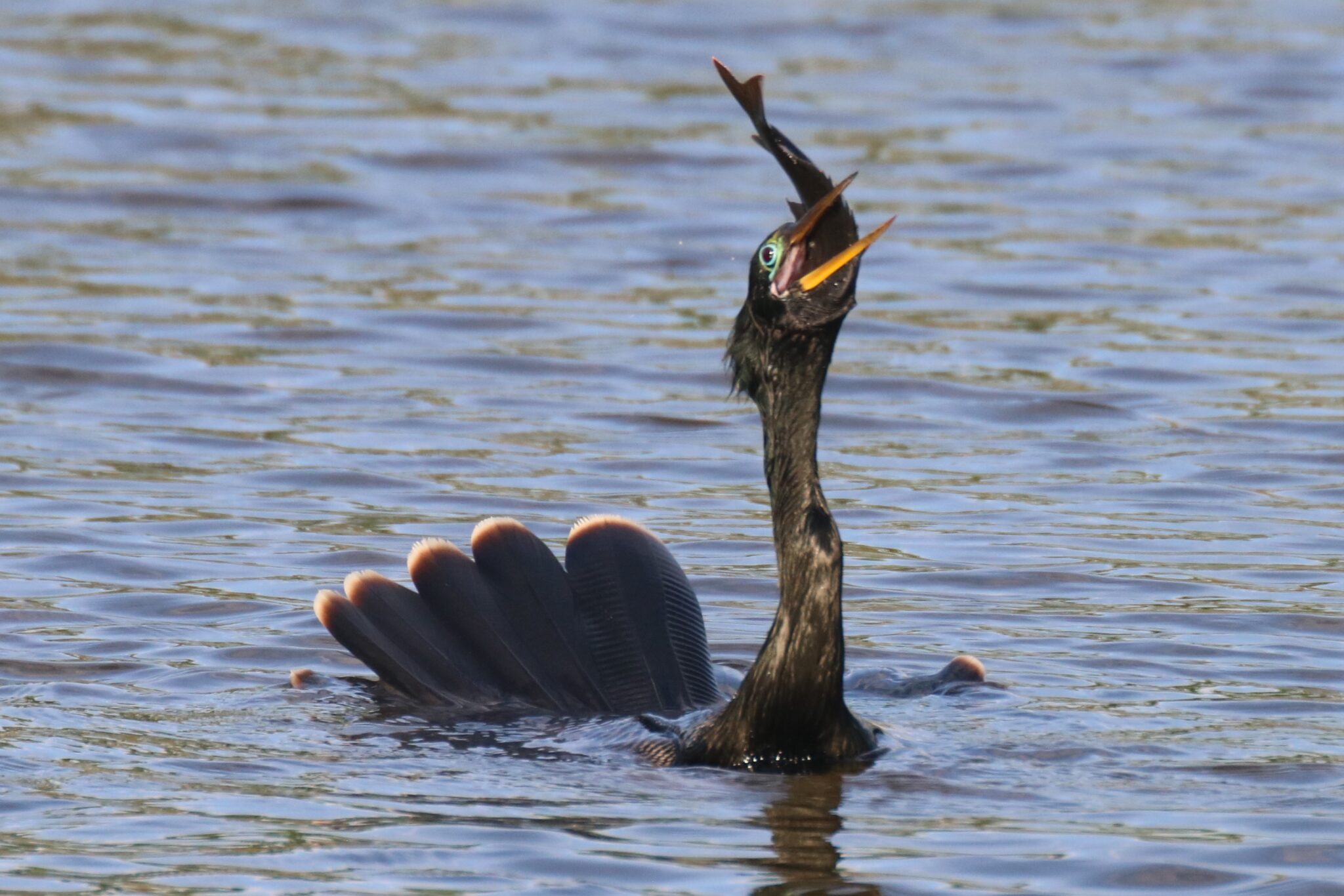 Anhinga with fish (#5) | Great Bird Pics