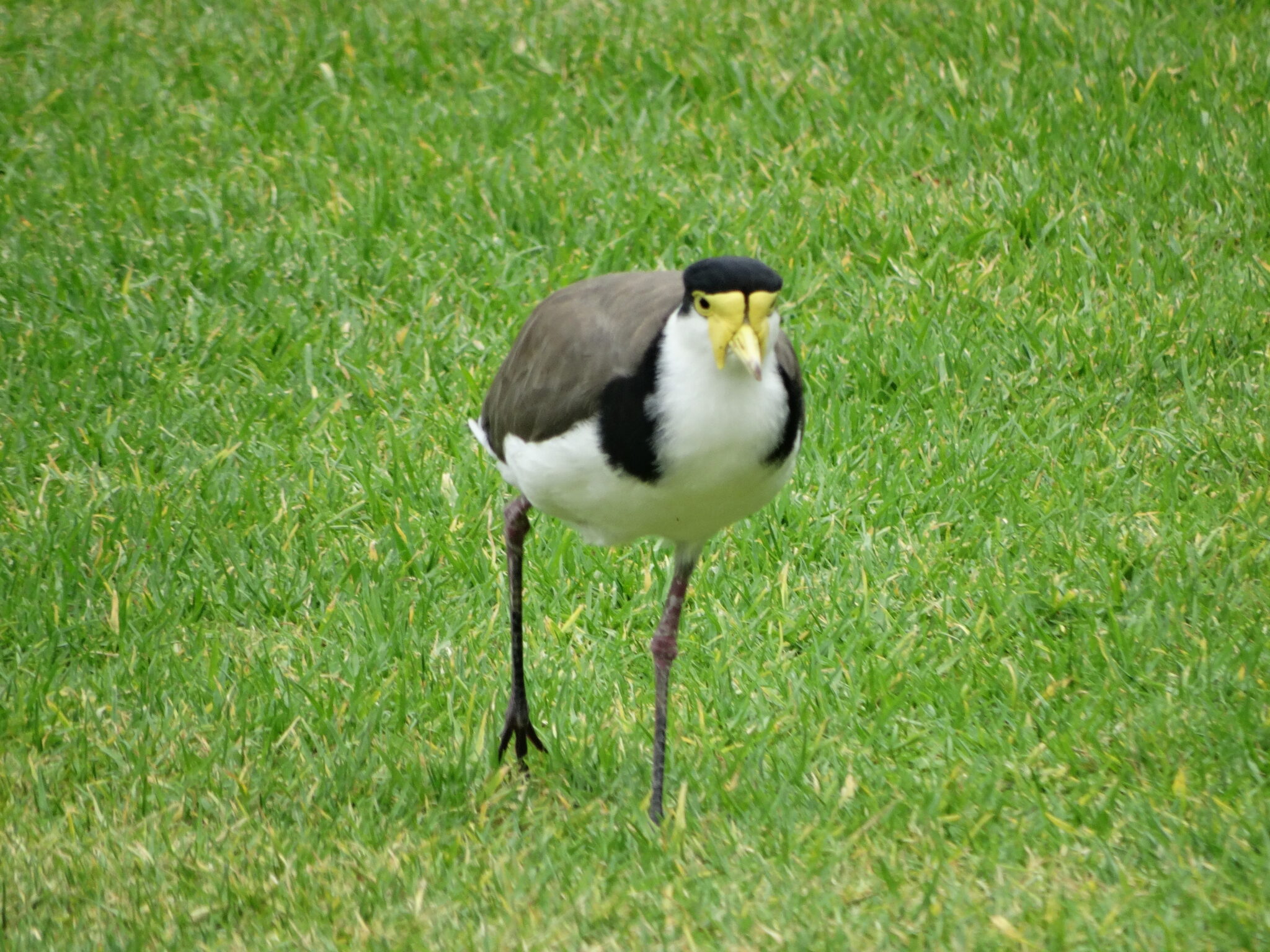 Masked Lapwing | Great Bird Pics