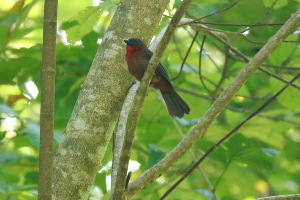 Red-throated Ant-tanager | Great Bird Pics