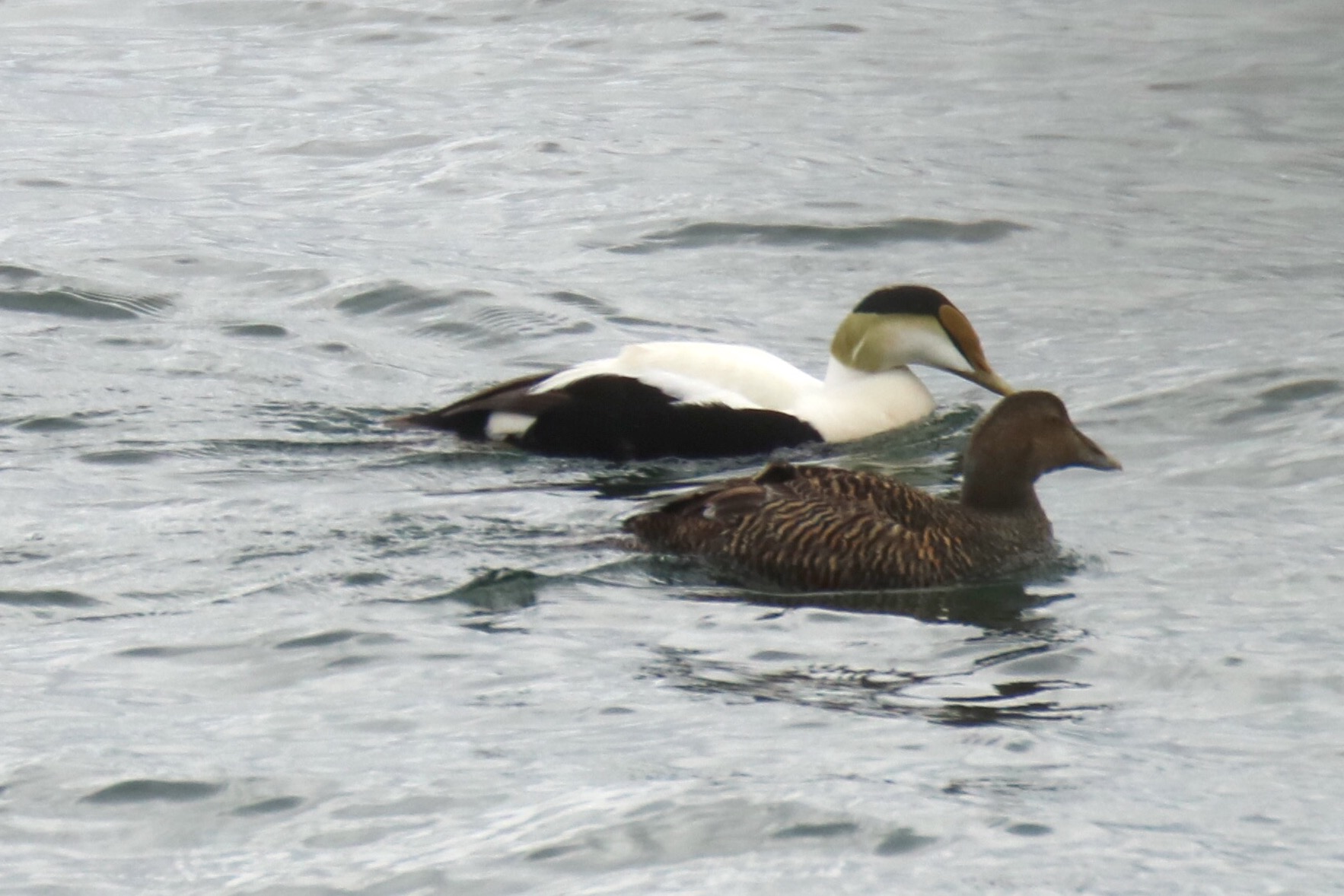Common Eiders | Great Bird Pics