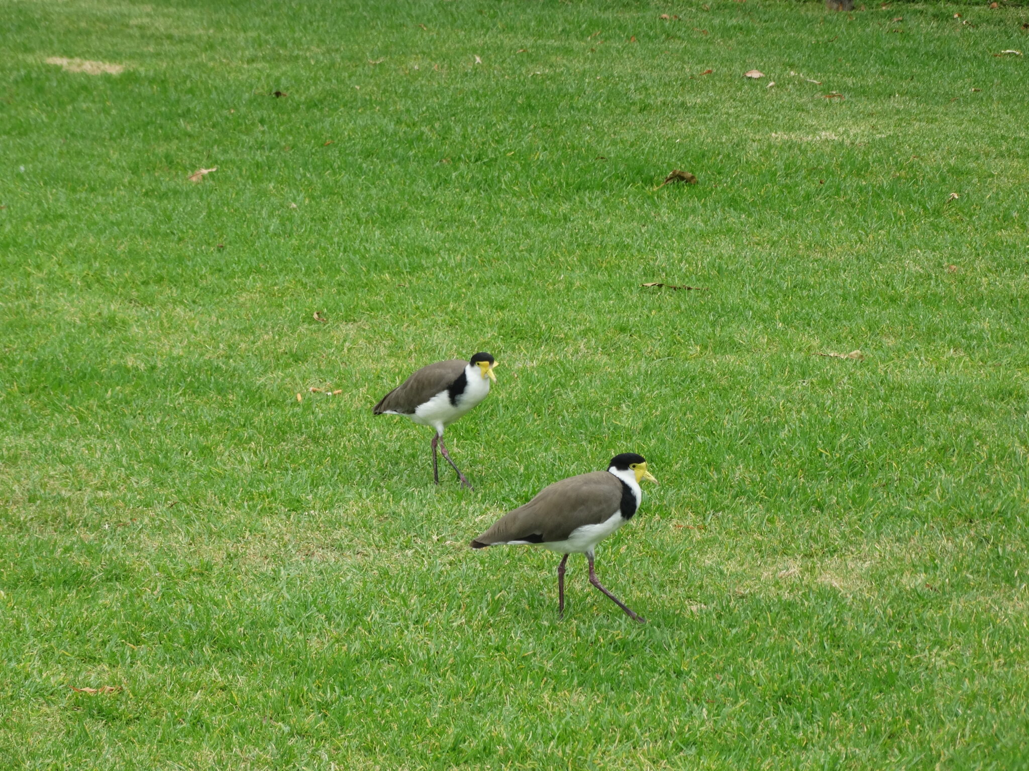 Masked Lapwings | Great Bird Pics