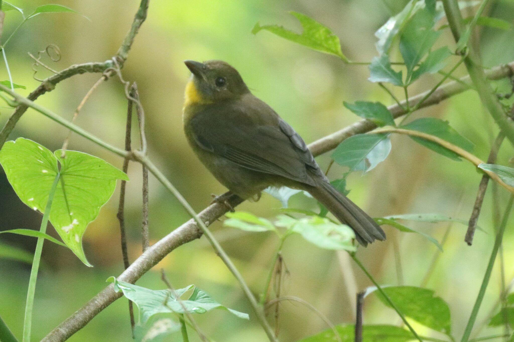 Red-throated Ant-tanager | Great Bird Pics