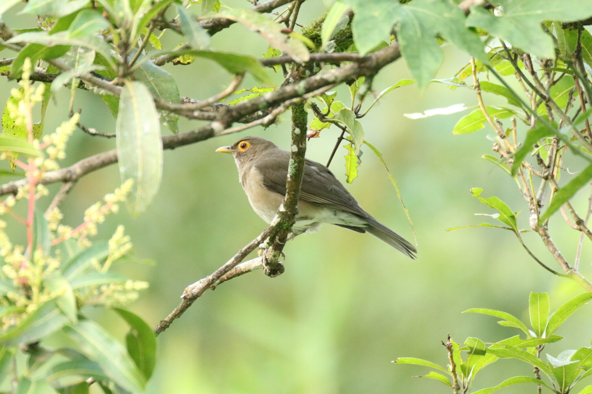 Spectacled Thrush | Great Bird Pics