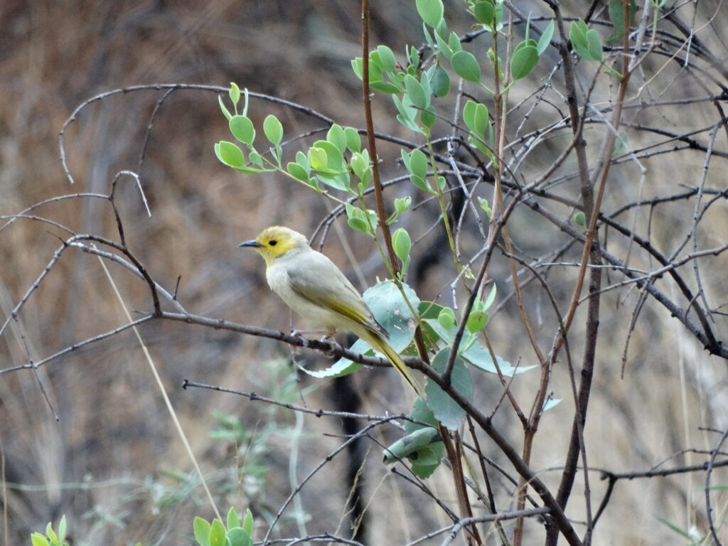 White-plumed Honeyeater | Great Bird Pics