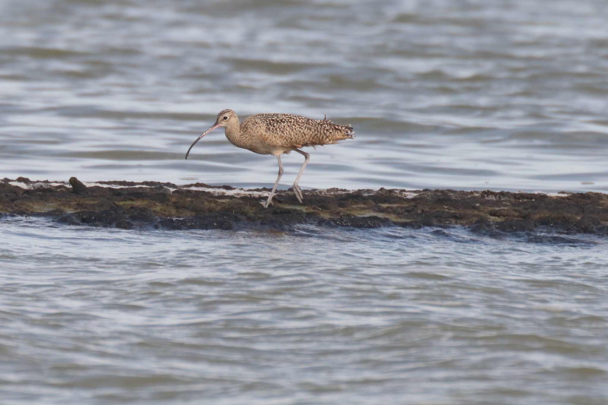 Long-billed Curlew | Great Bird Pics