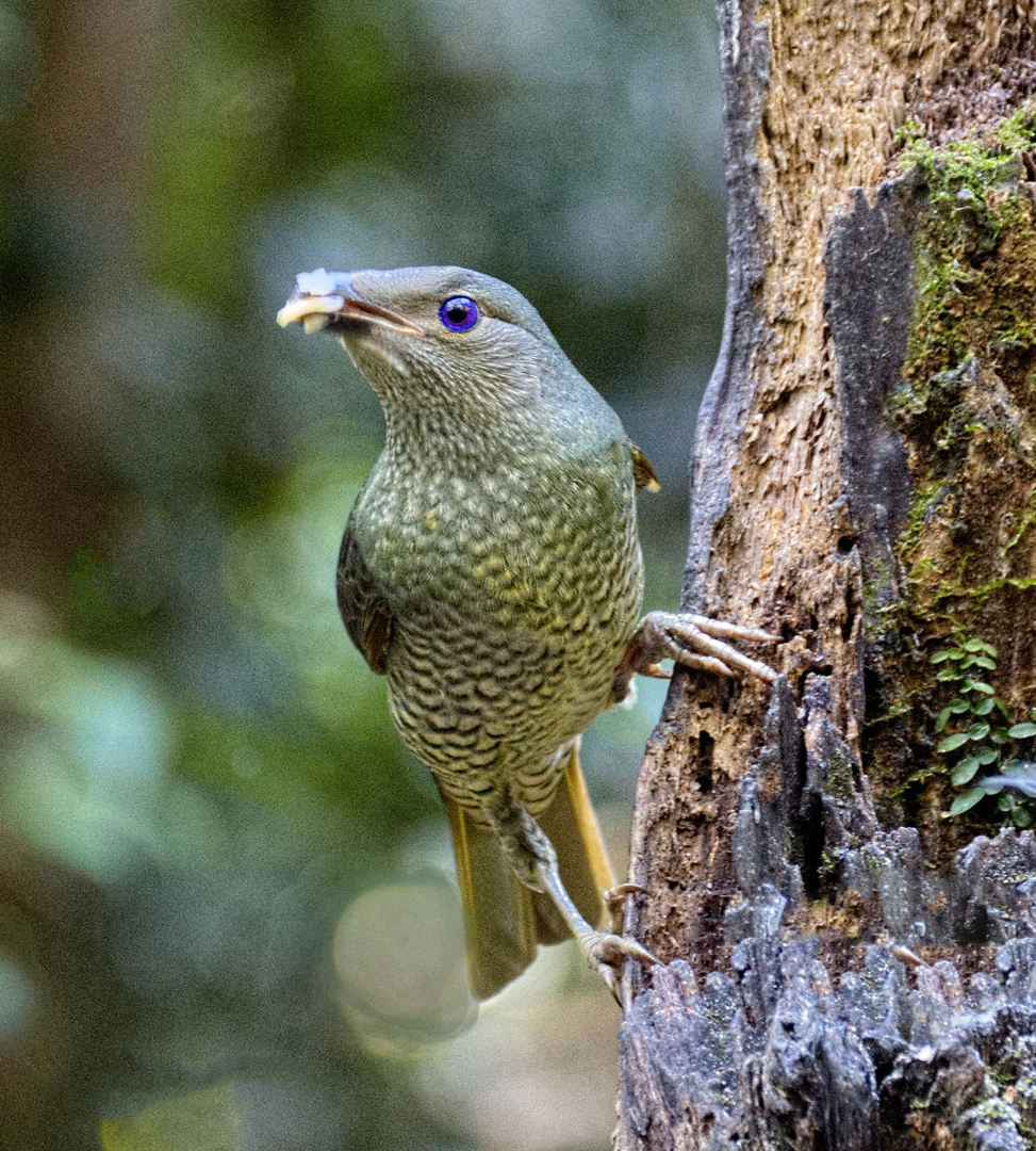 Satin Bowerbird | Great Bird Pics
