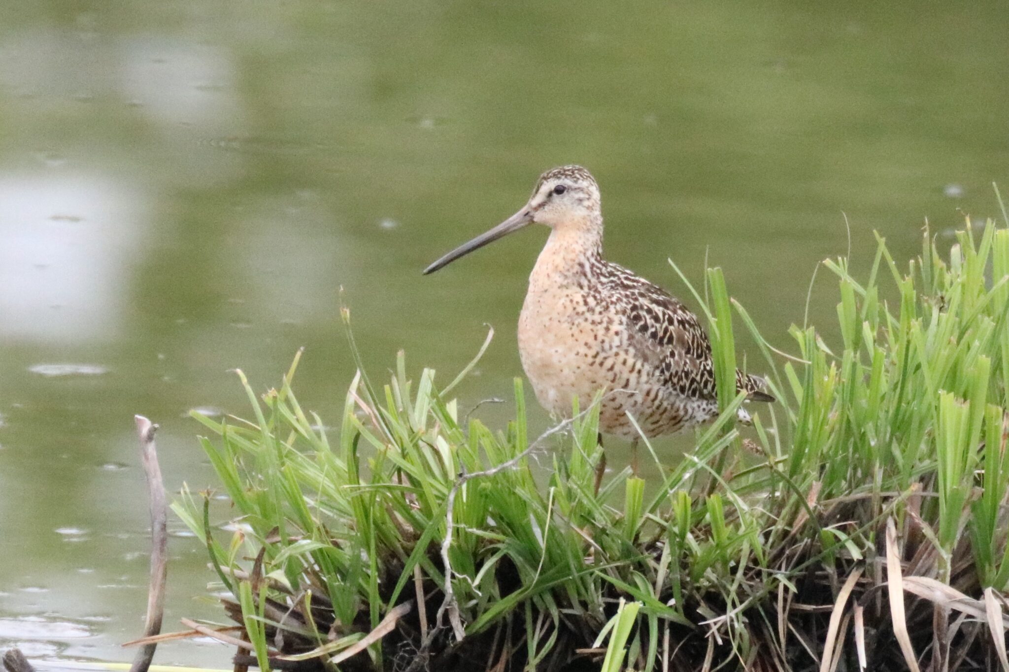 Short-billed Dowitcher | Great Bird Pics